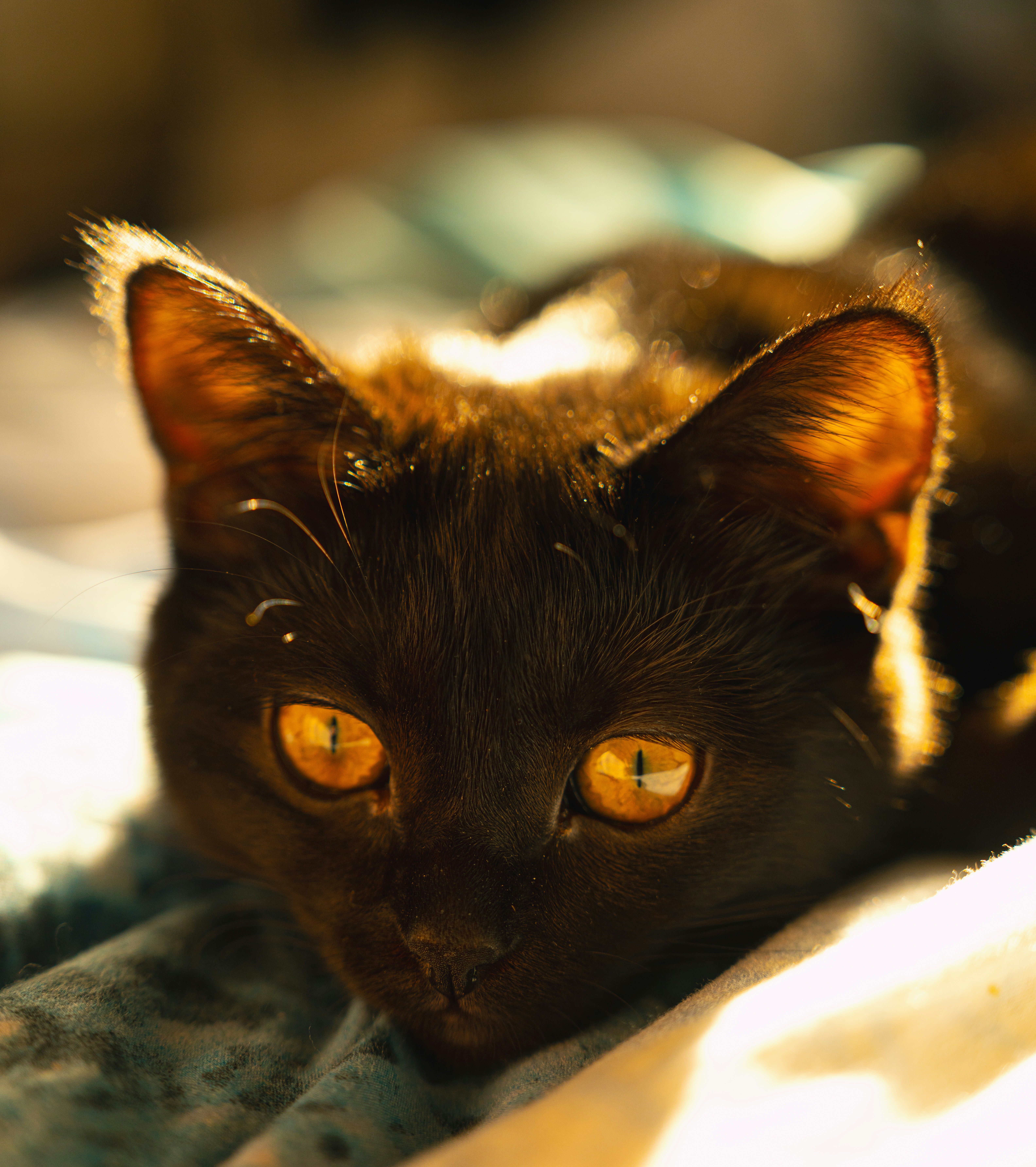 Amber Gaze: Sunlit Feline in Quiet Beams