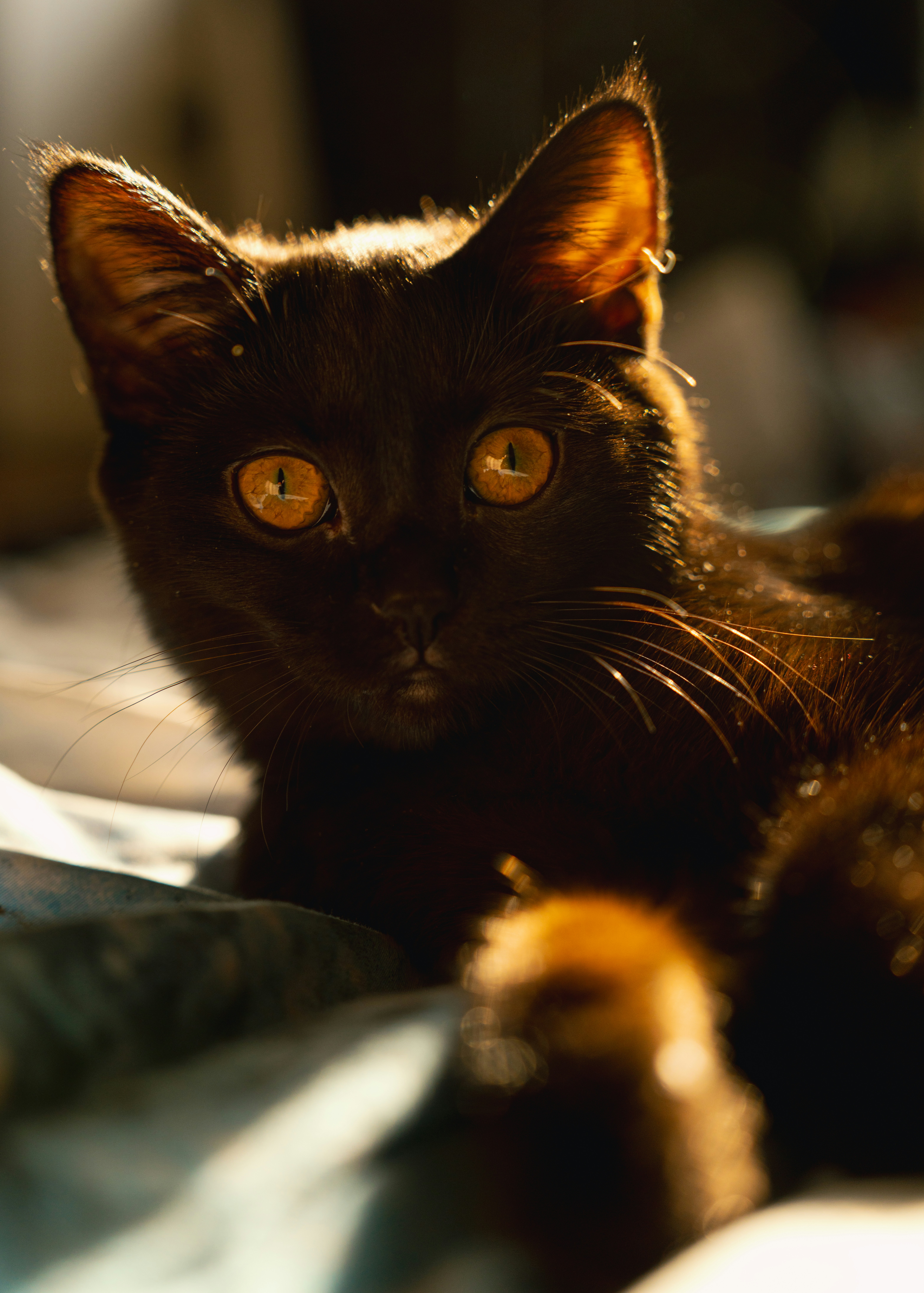 Backlit Blackberry Eyes: A Sunlit Black Cat in Quiet Focus