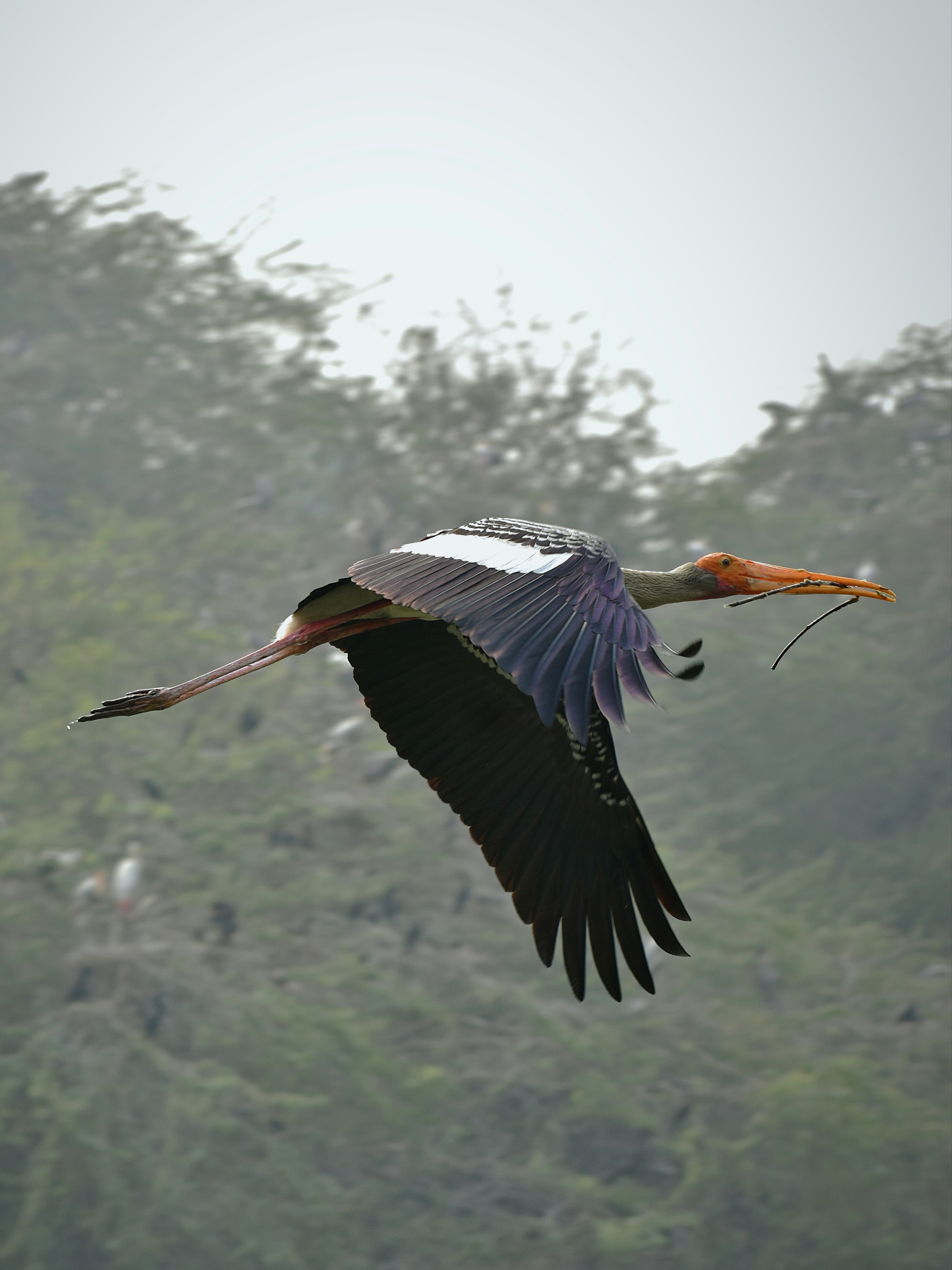 Majestic Painted Stork in Flight over a Misty Wetland