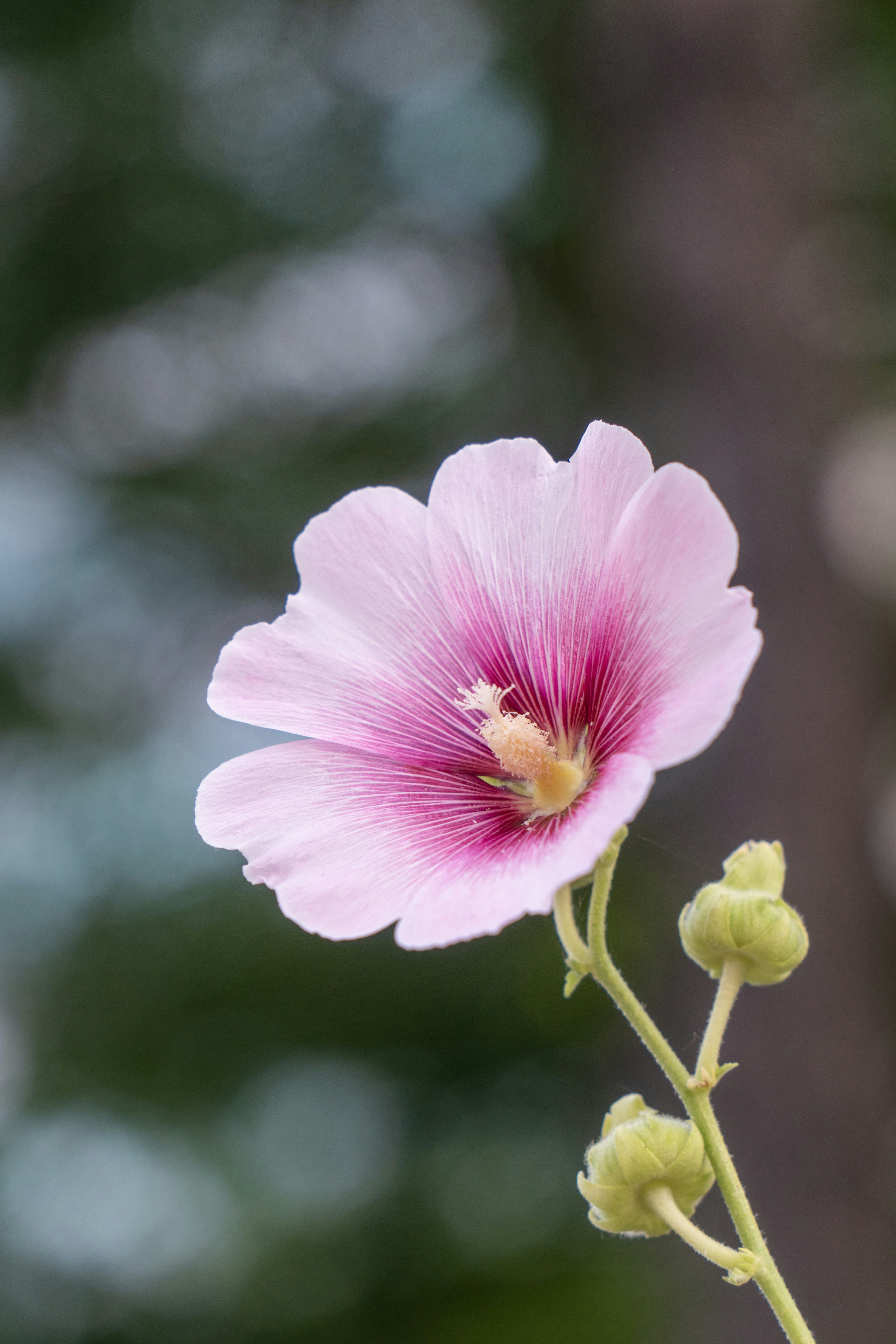 Soft Pink Morning Bloom with Central Stamen Burst