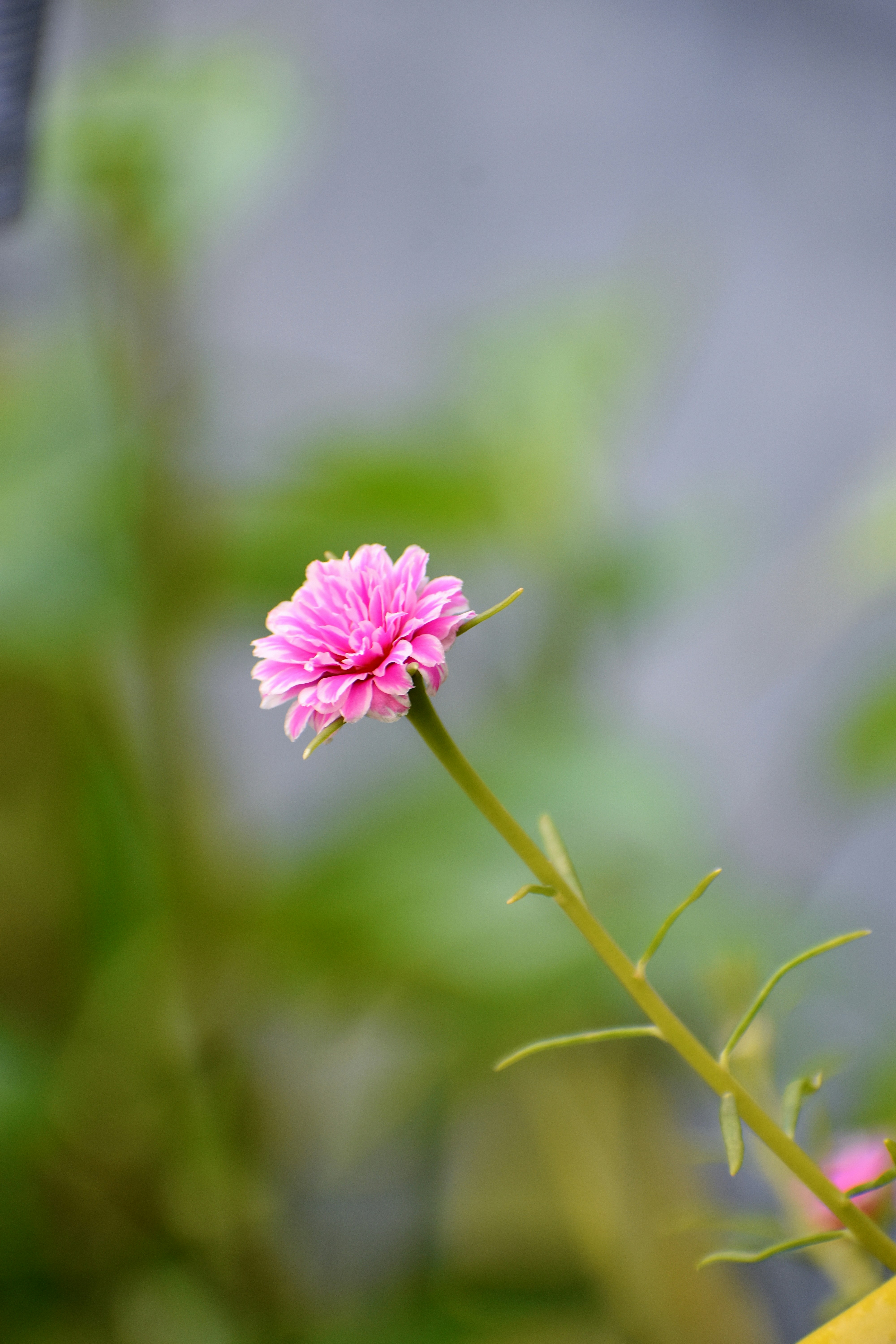 Pink Blossom on a Delicate Stem Against a Blurred Verge