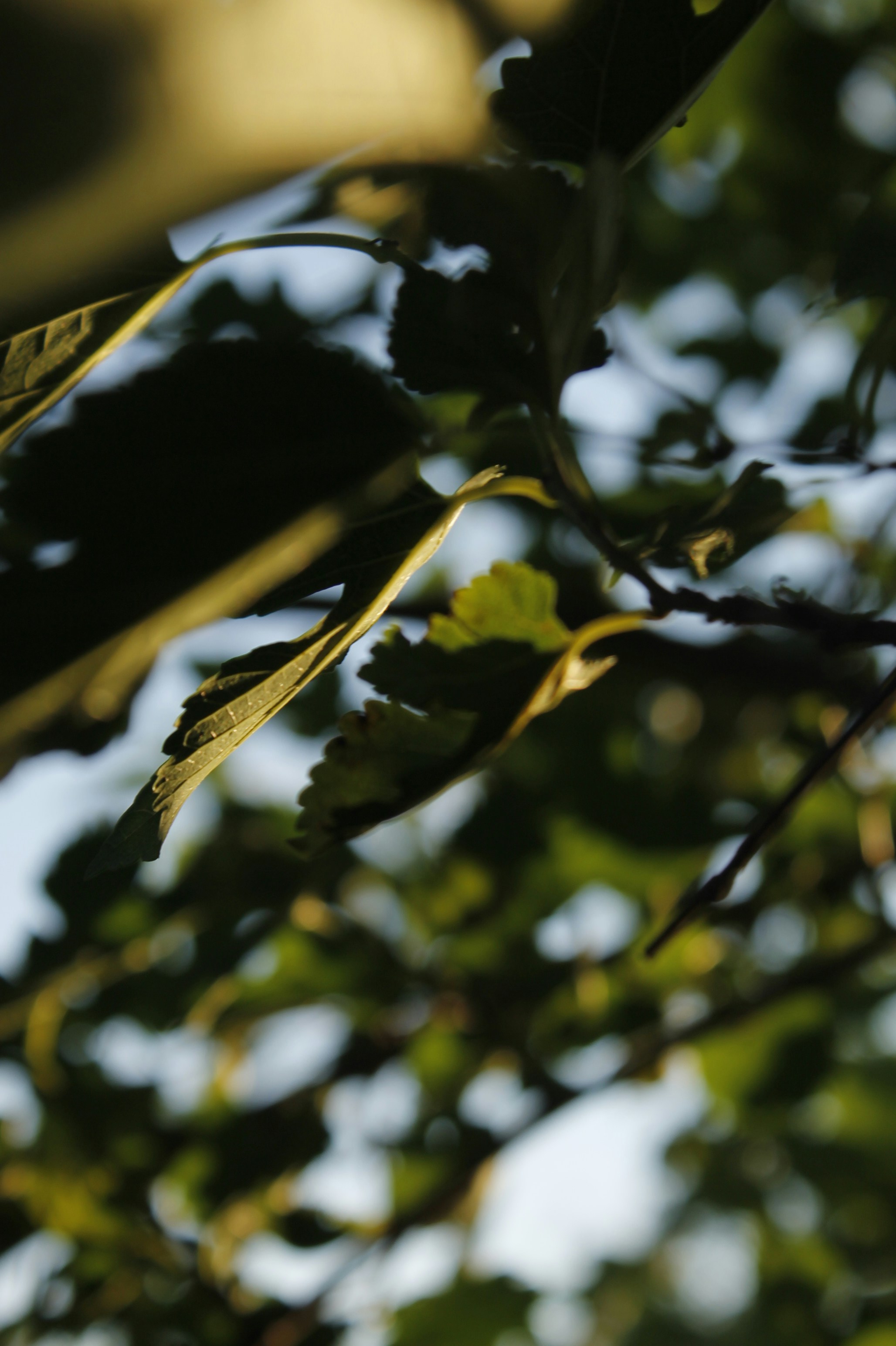 A shallowly blurred canopy shot with sunlit leaves in the foreground and a bokeh sky in the background.