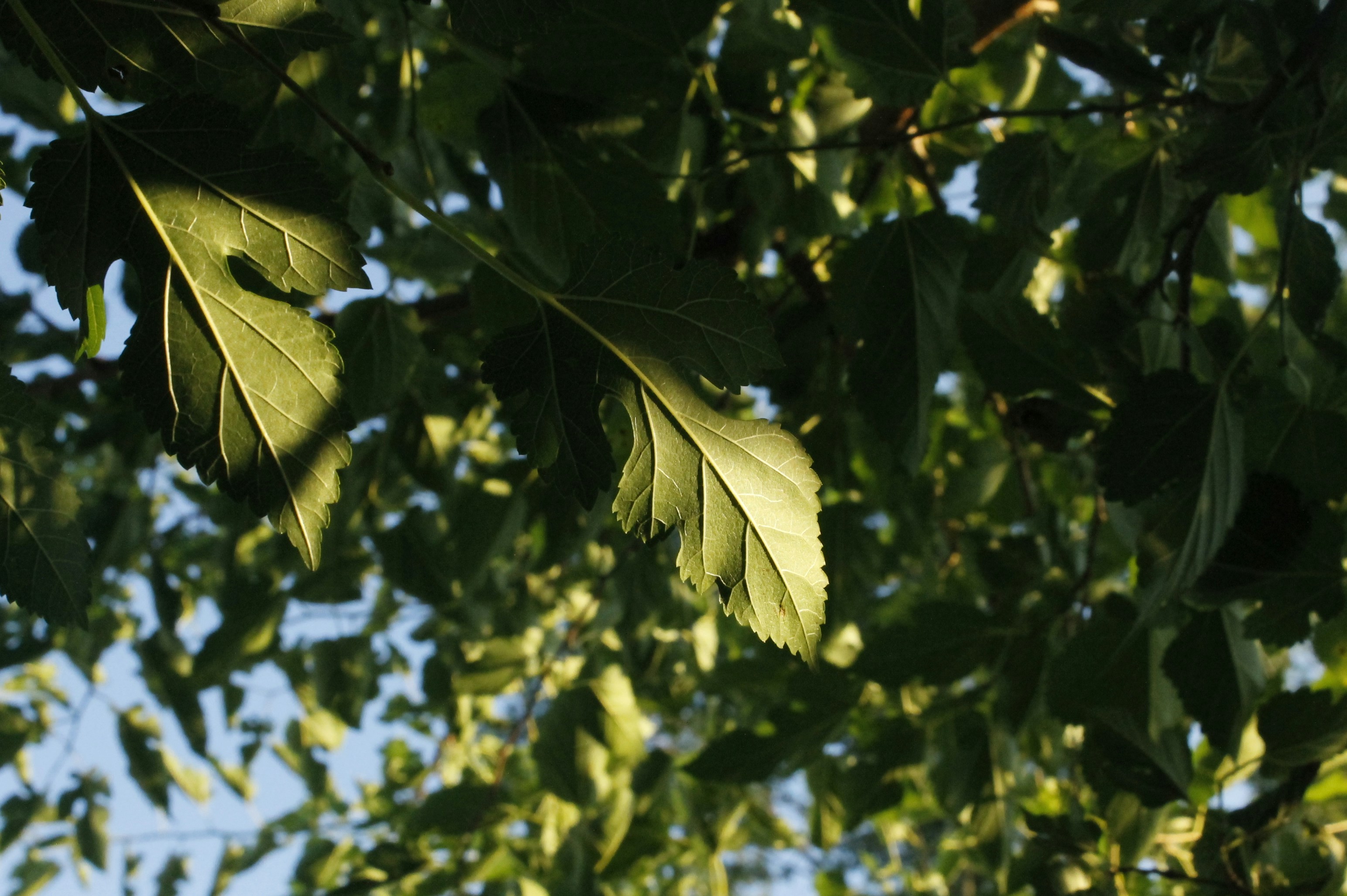 Sunlit Oak Leaf Close-Up Amid a Canopy of Green