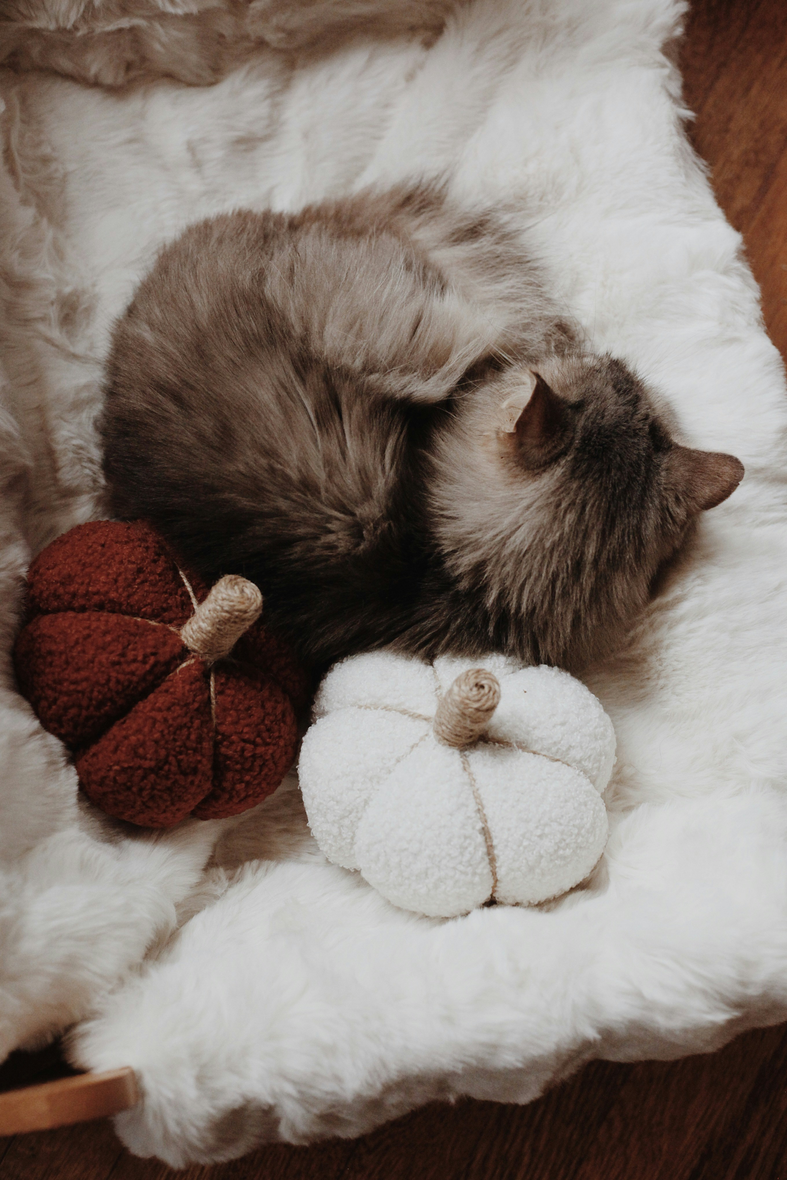 Cozy Adorned by Plush Spheres: A Cat Naptime Among Woolen Orbs