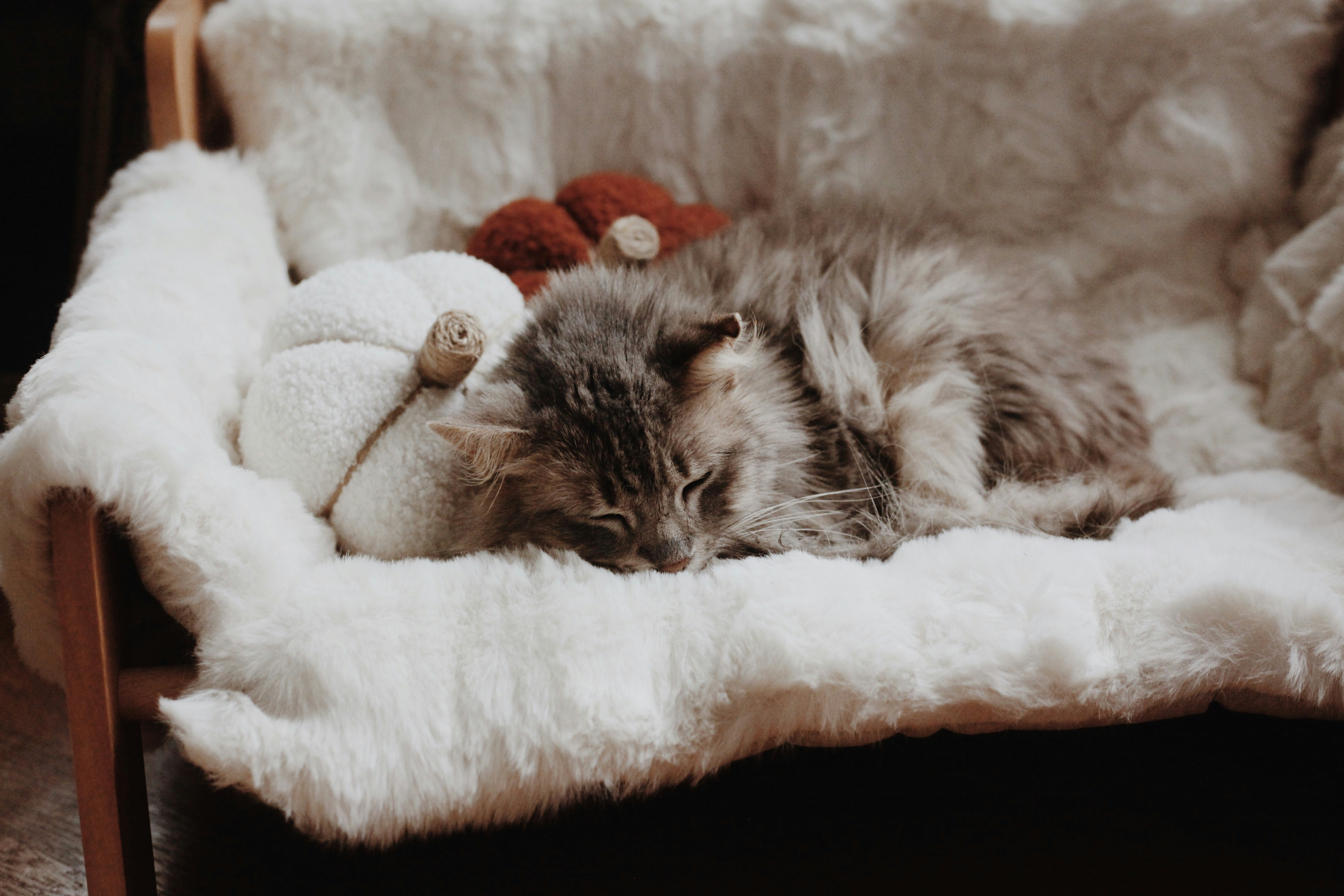 Cozy Slumber on a Plush Couch