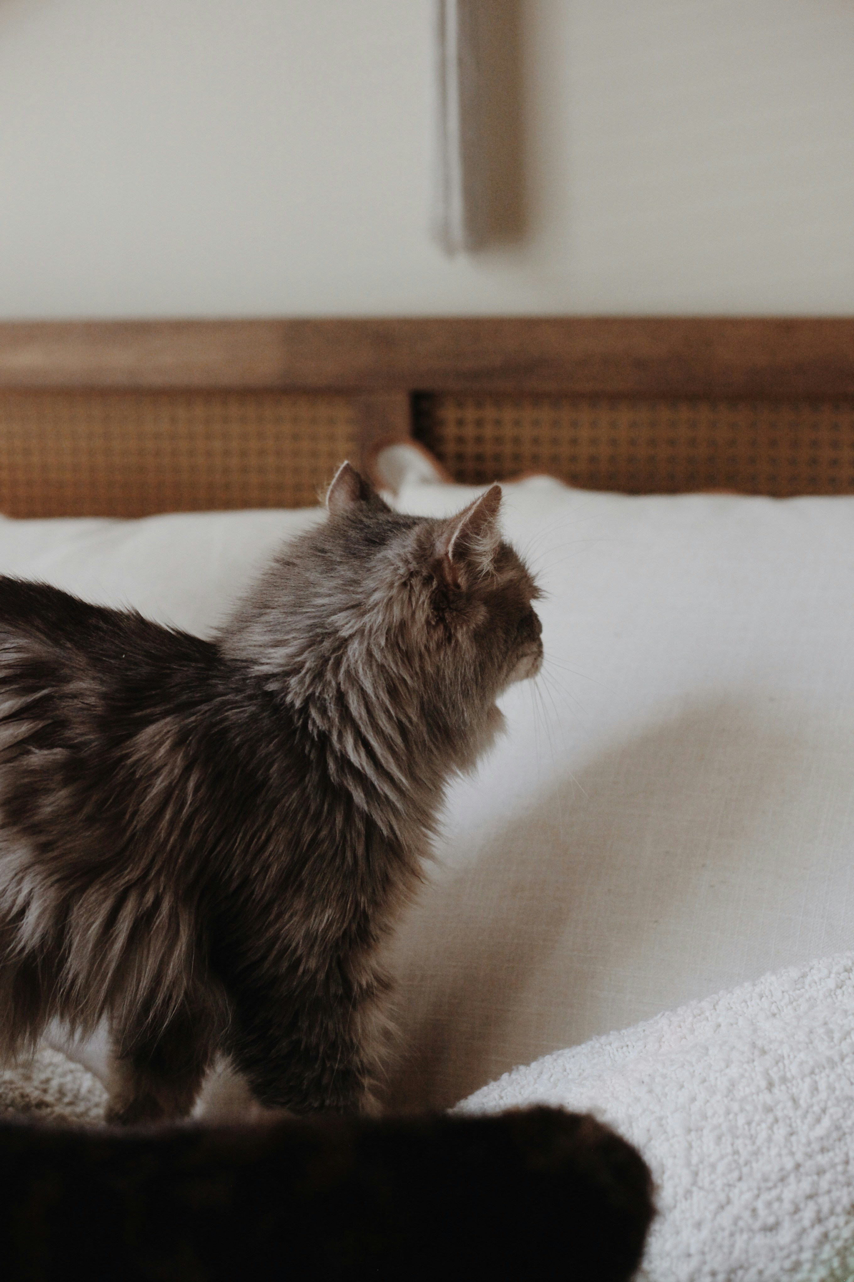 Fluffy Observer on a Sunlit Bed