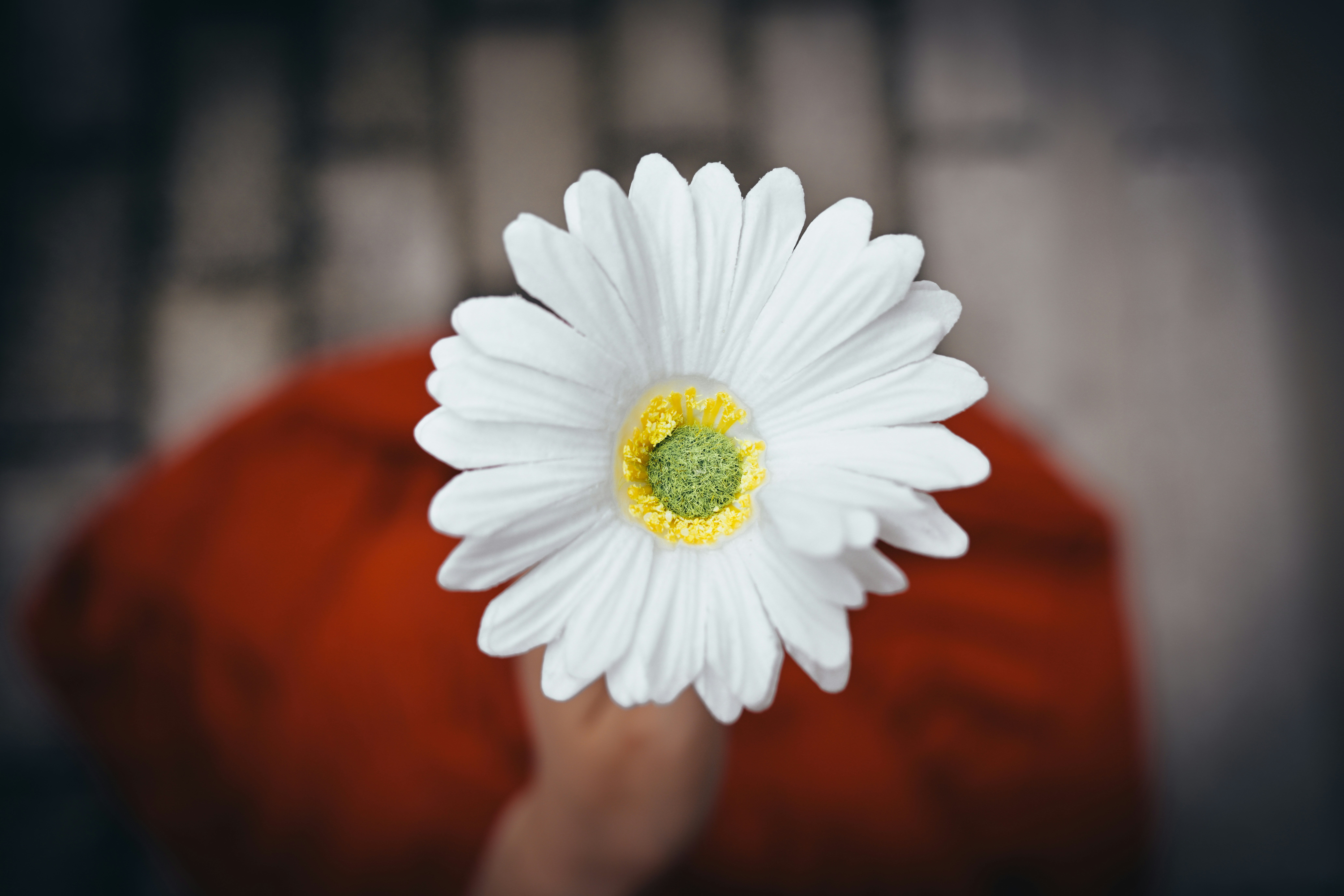 Center Bloom: A lone daisies white stamen against a blurred crimson backdrop