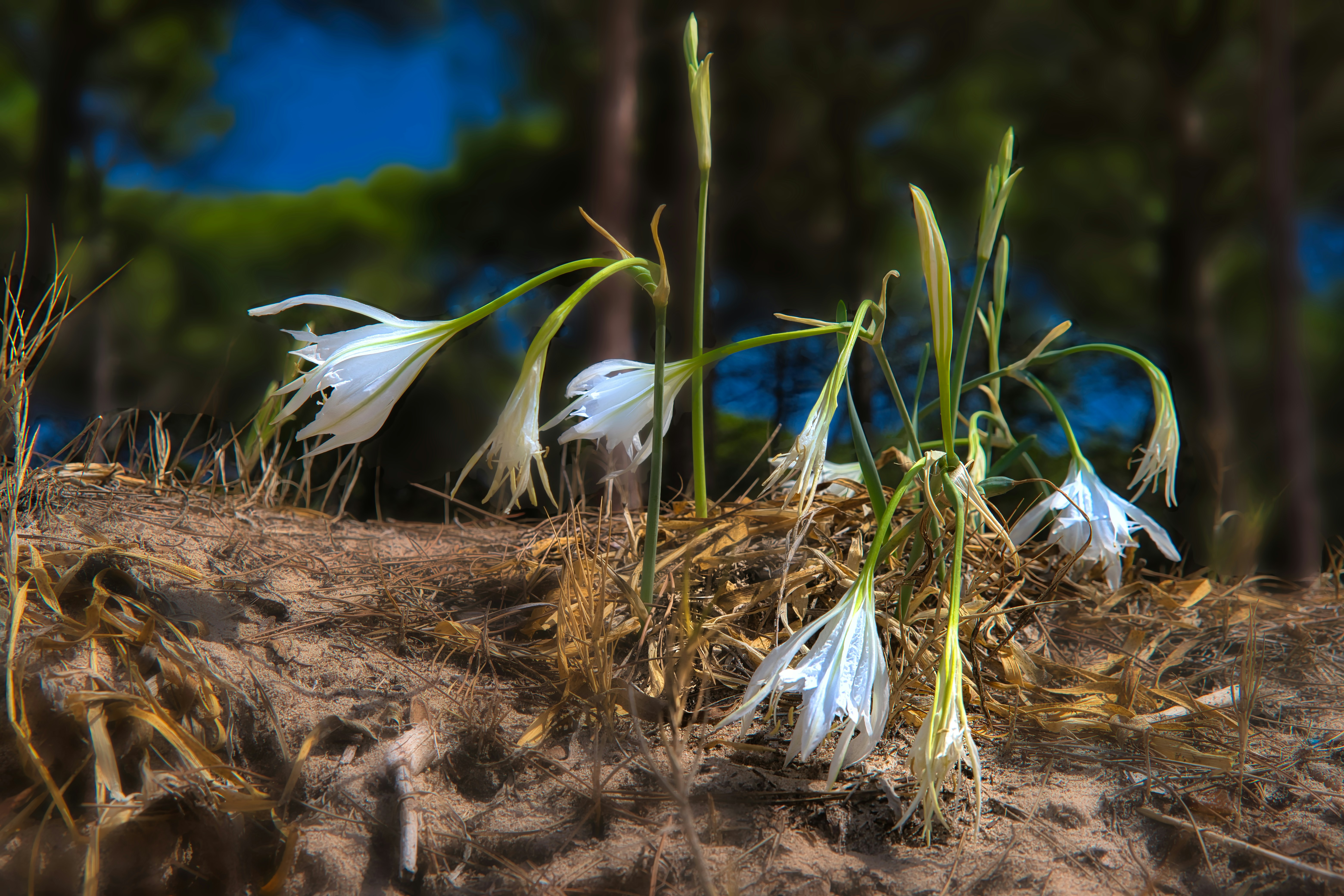Cluster of white bellflowers bending over a sun-warmed dirt slope with a blurred pine forest behind.