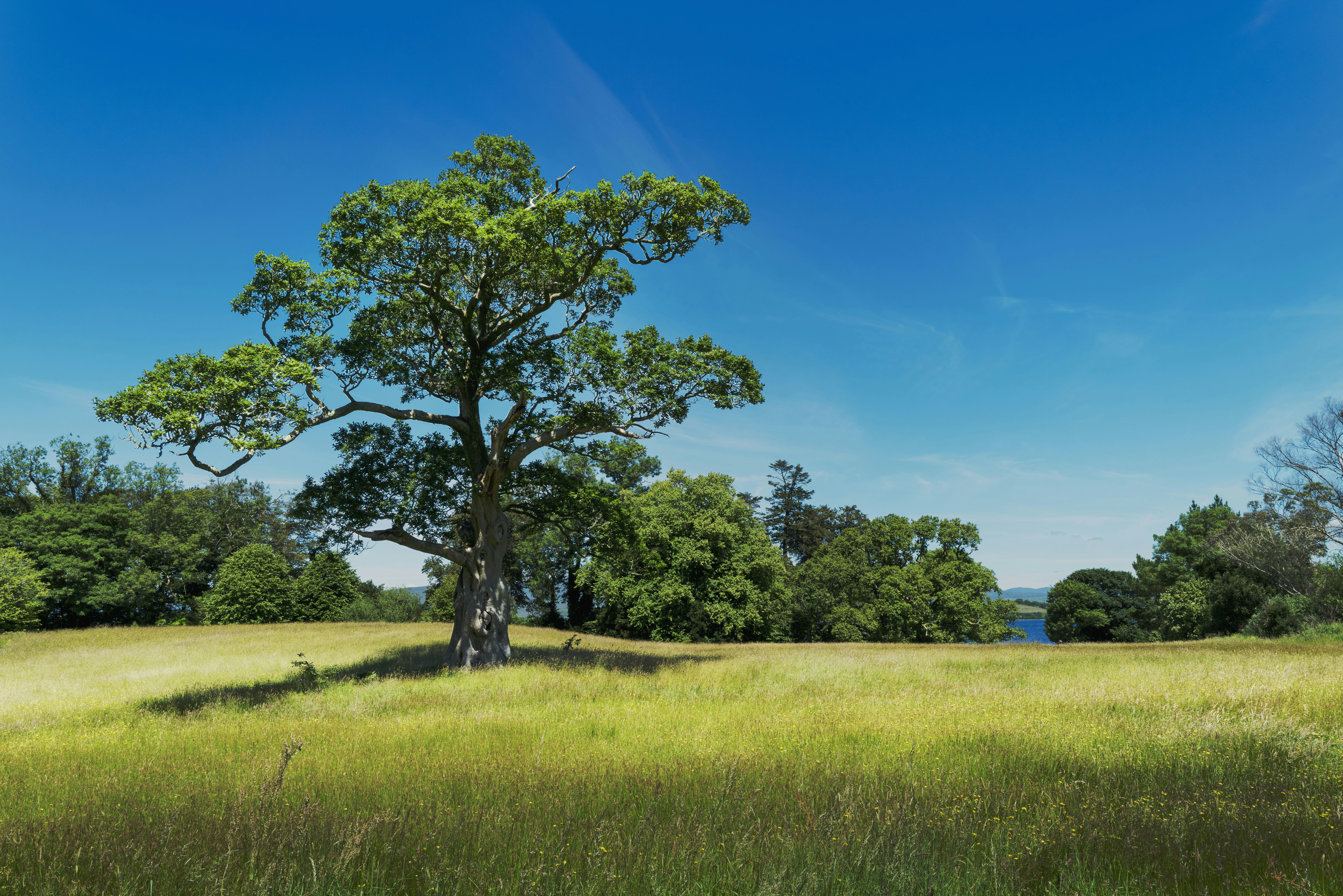  solitary oak on a sunlit field under a cobalt sky