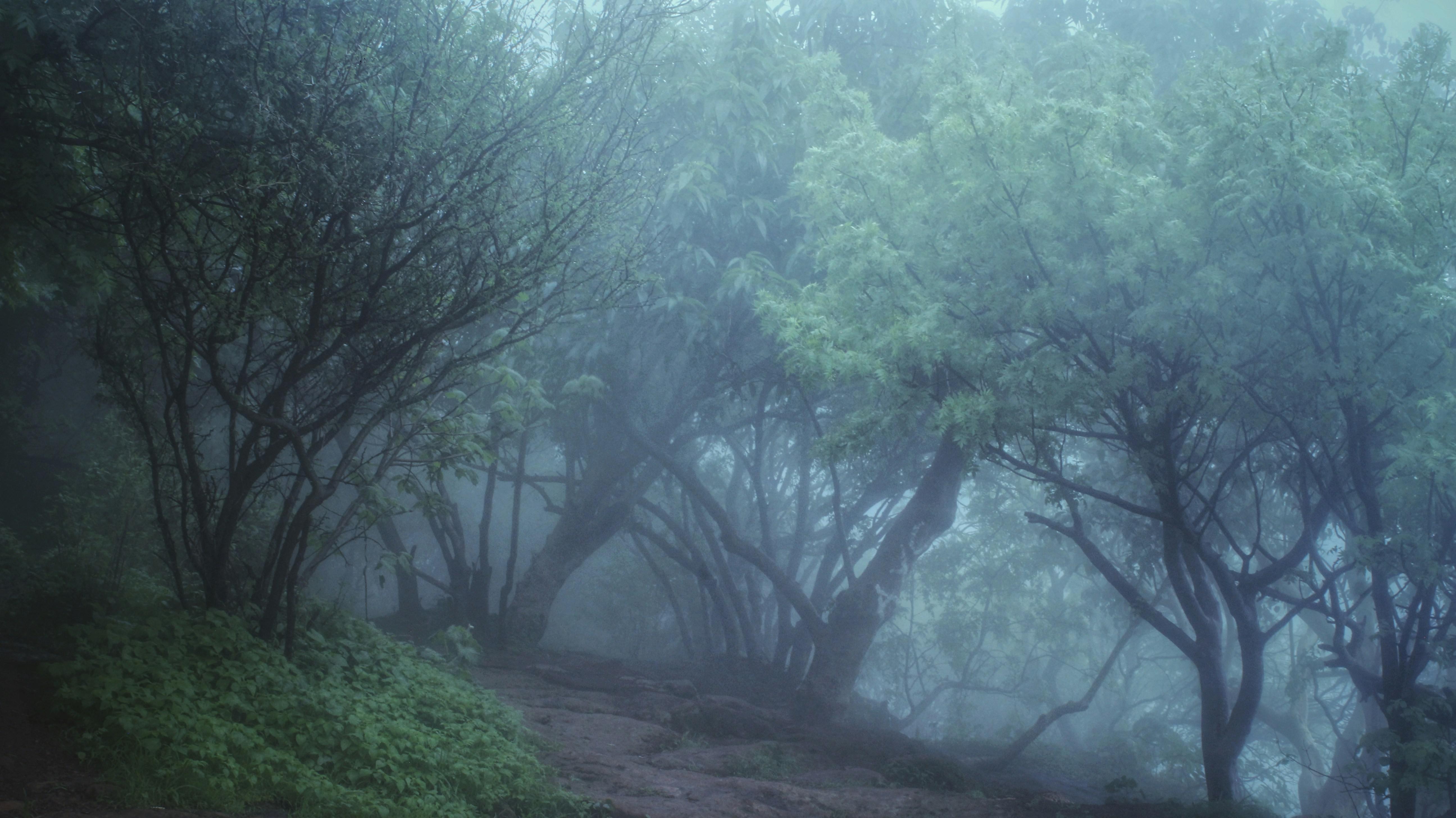 Mist-laden forest with entwined trunks forming a natural arch, soft light seeping through leaves and a damp, winding path ahead.