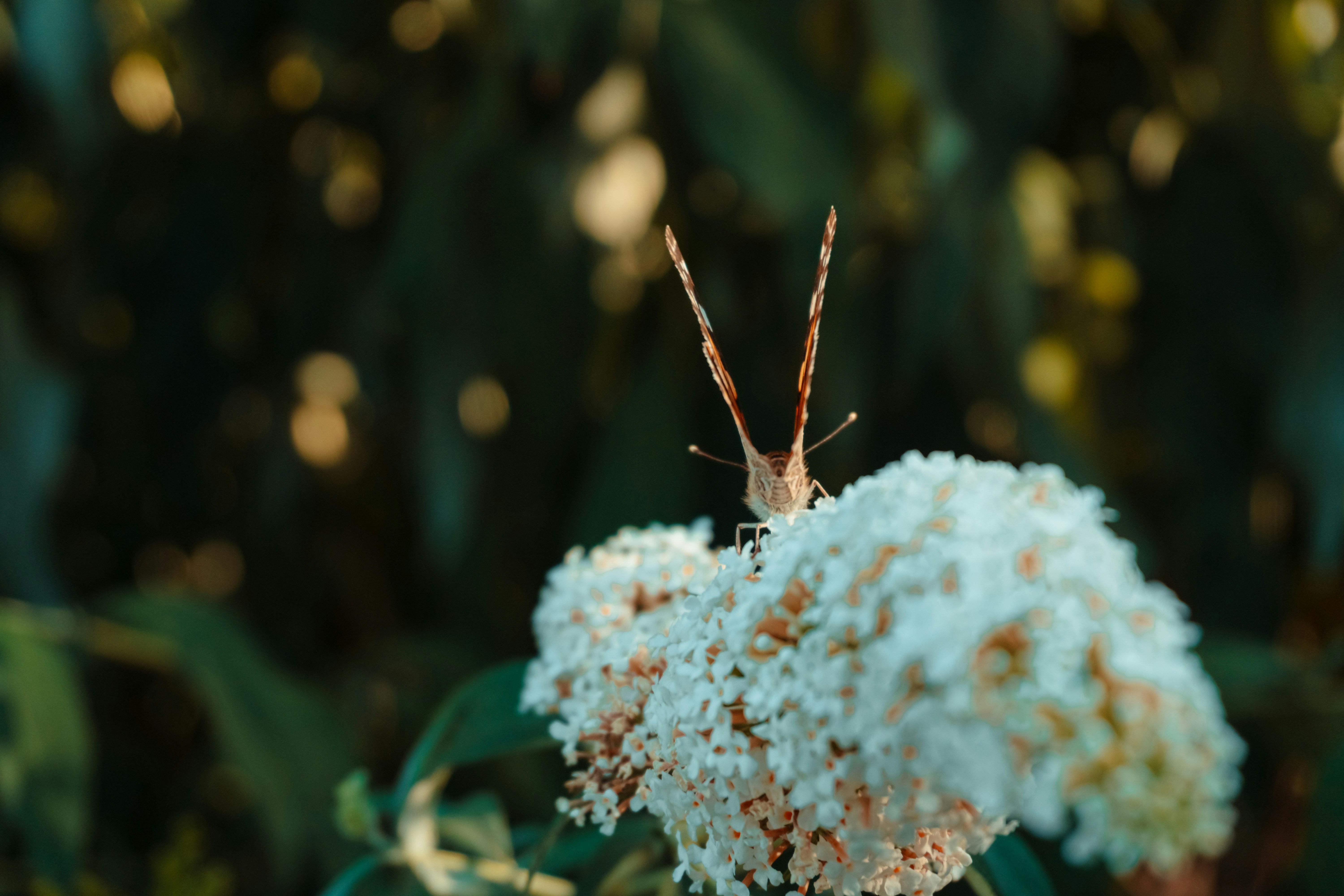 Crystalline Bloom Under a Gossamer Crest