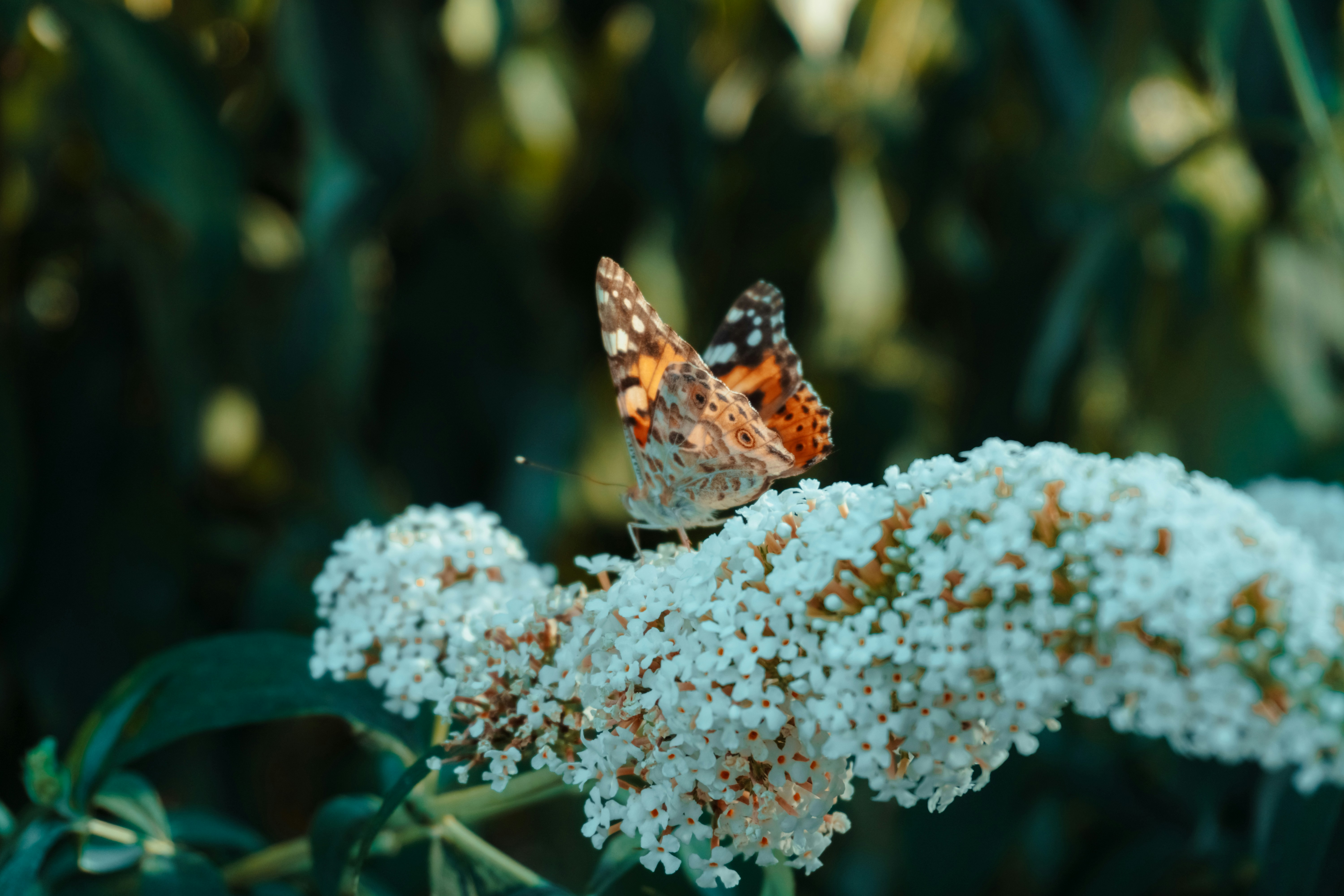 Dusty-winged butterfly on a pale blossom bouquet