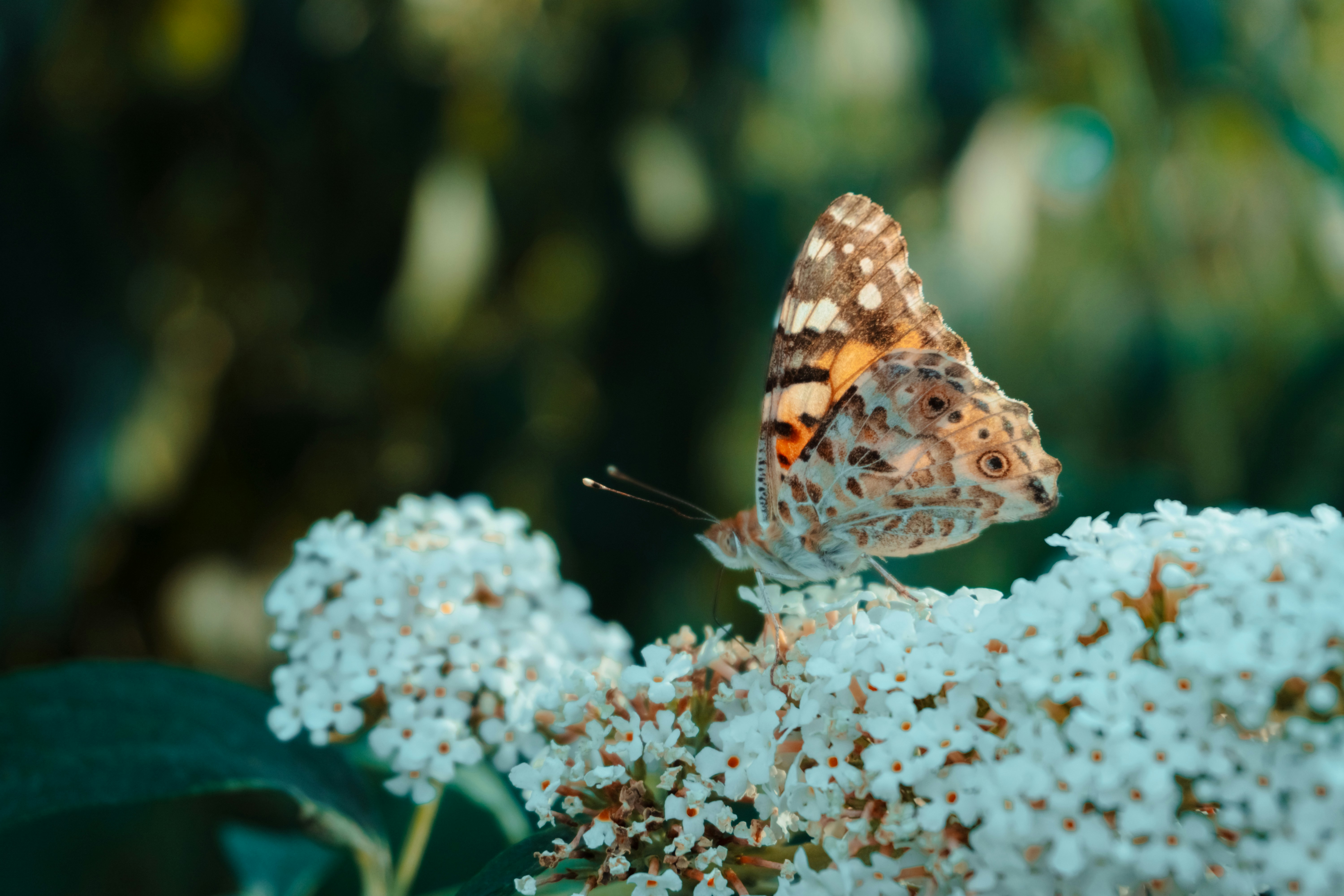 Butterfly on Snowflake Blooms: A Quiet Moment in Soft Light