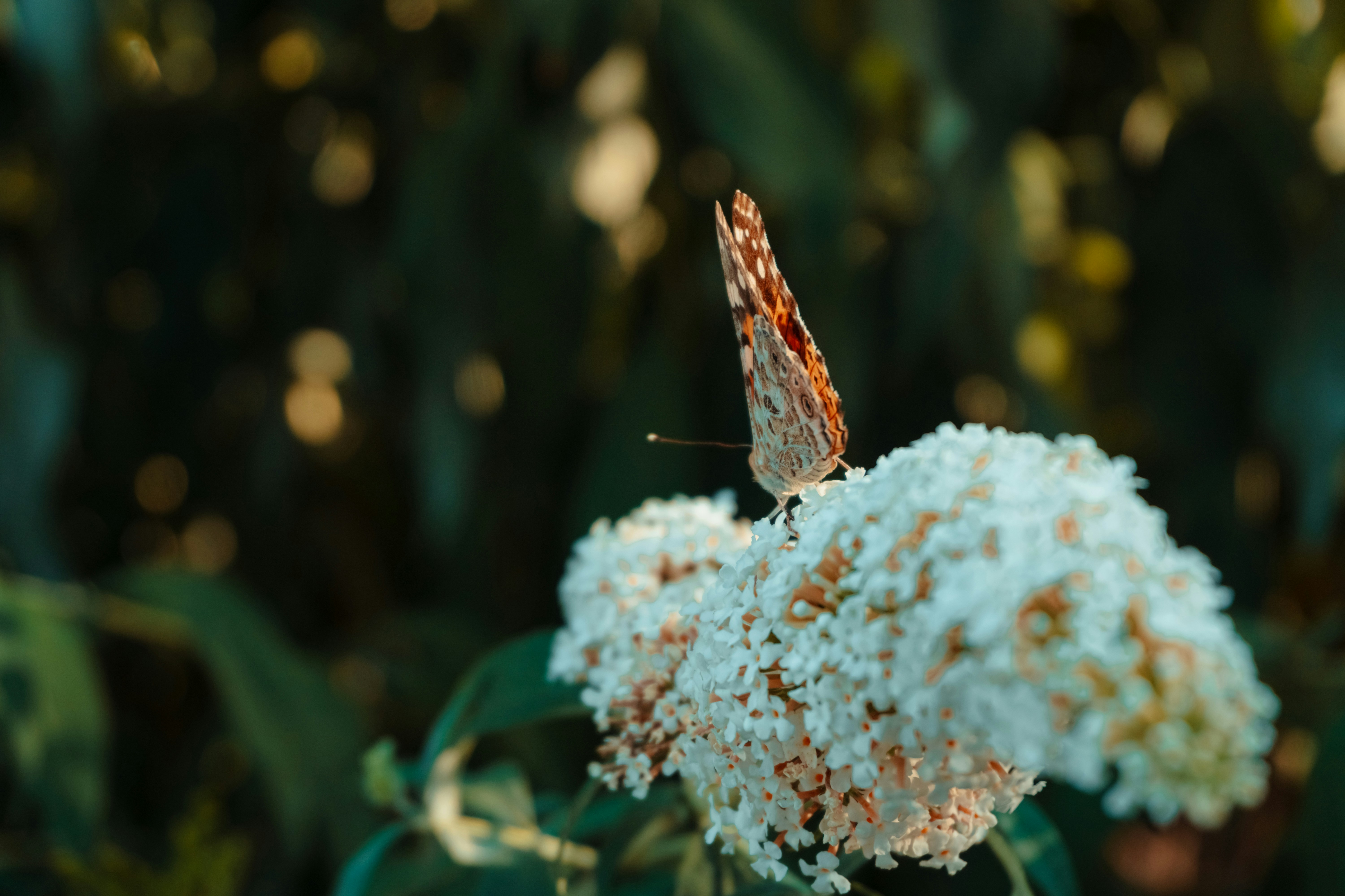 Crimson-winged butterfly on a pale summer bloom