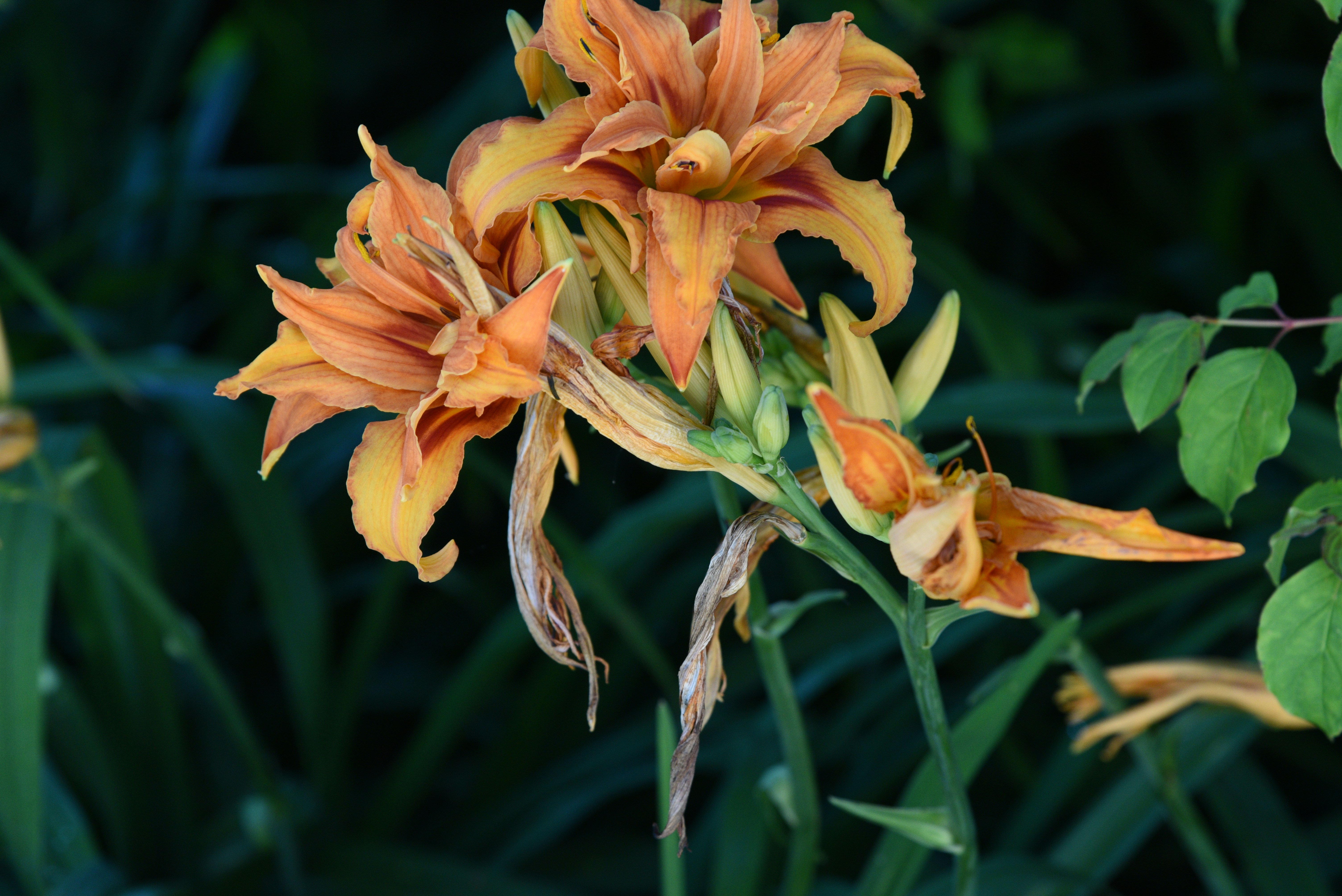 Bright orange lily cluster with green foliage forms the core of this close-up, set against dark, lush background.