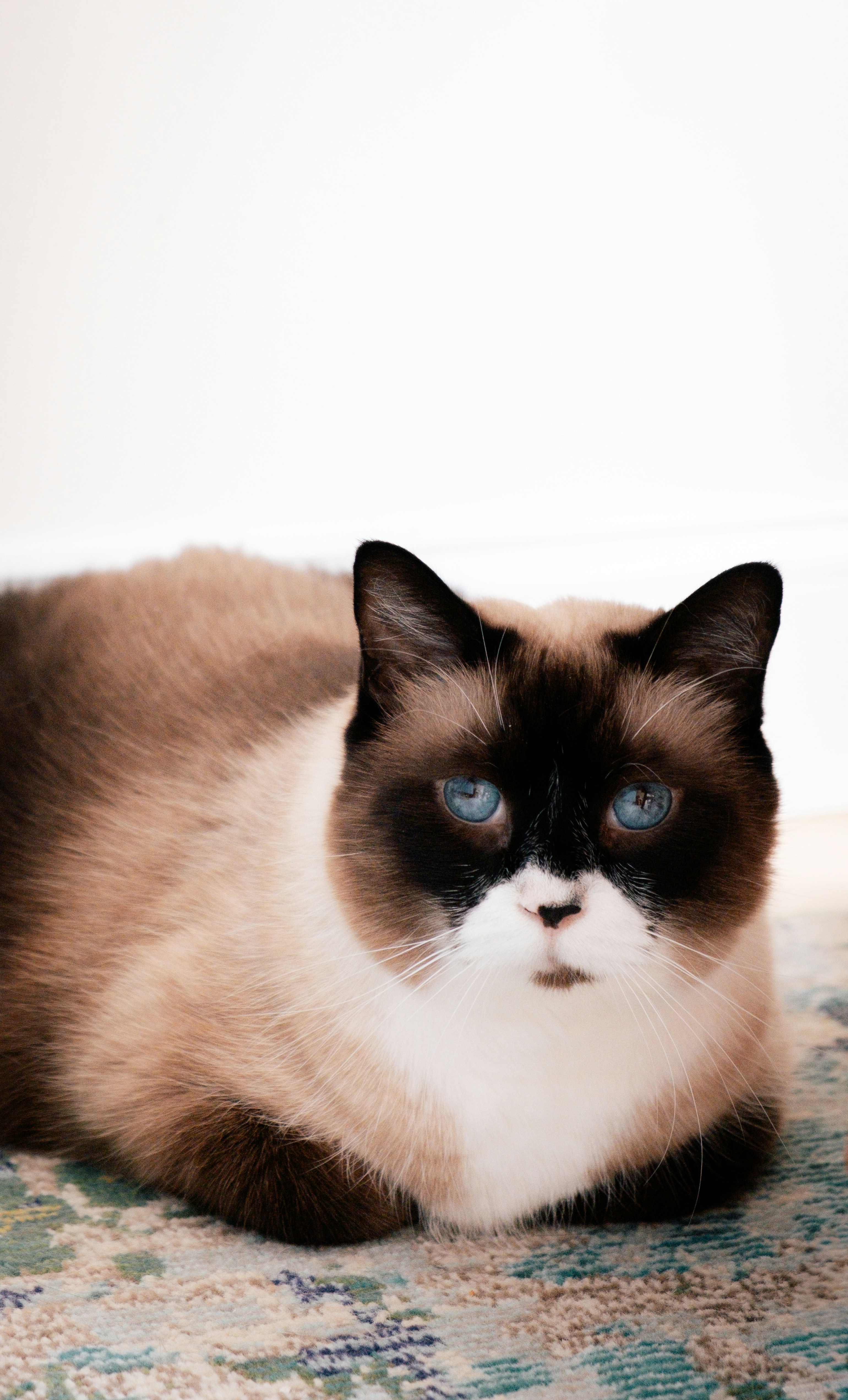 Sitting Gracefully: A Misty-eyed Siamese-Like Cat in Soft Indoor Light