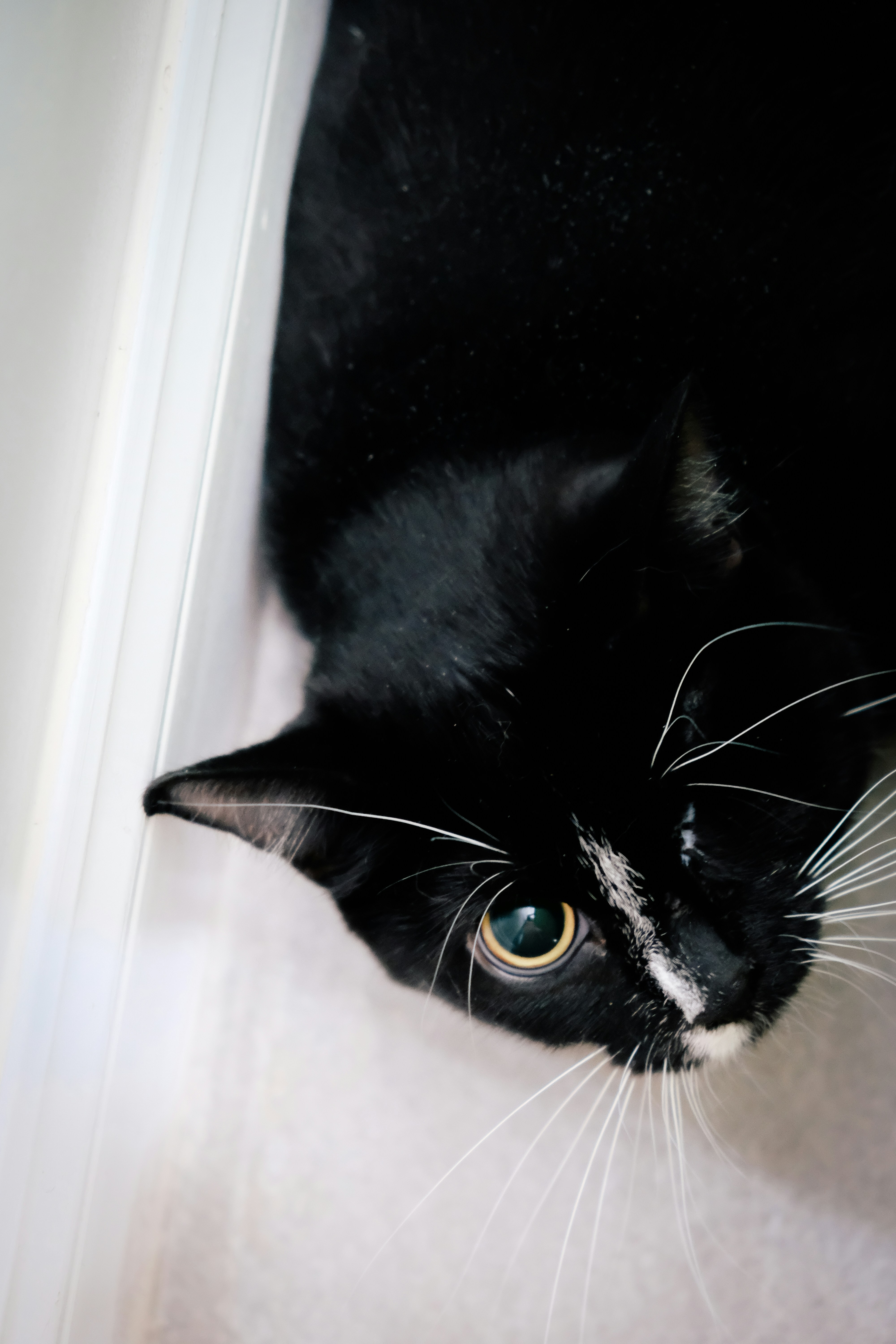 Curious Night Gazer: A Black Cat with Golden Eye Staring from the Doorway