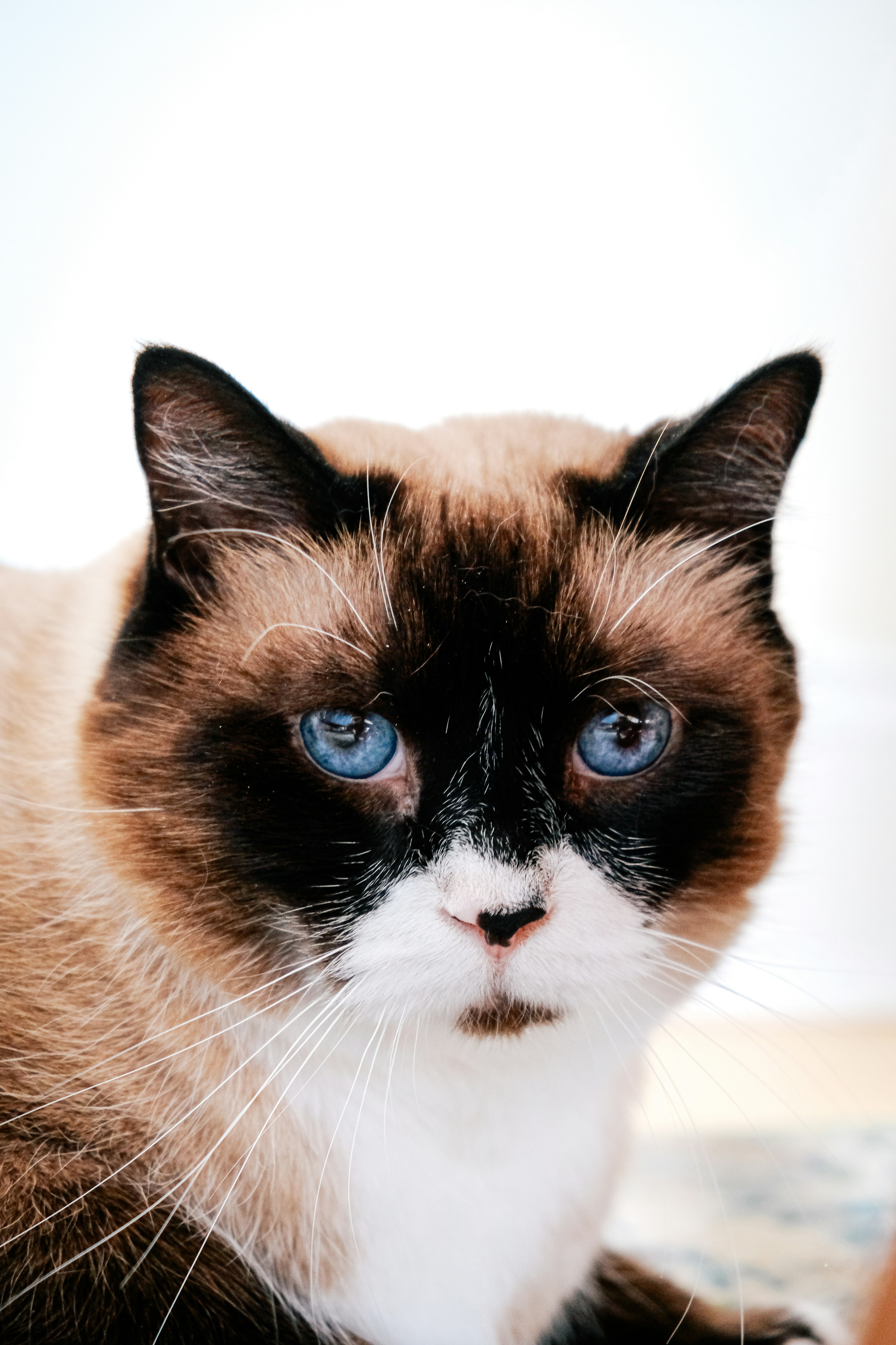 Azure Gaze: A Cat with Piercing Blue Eyes