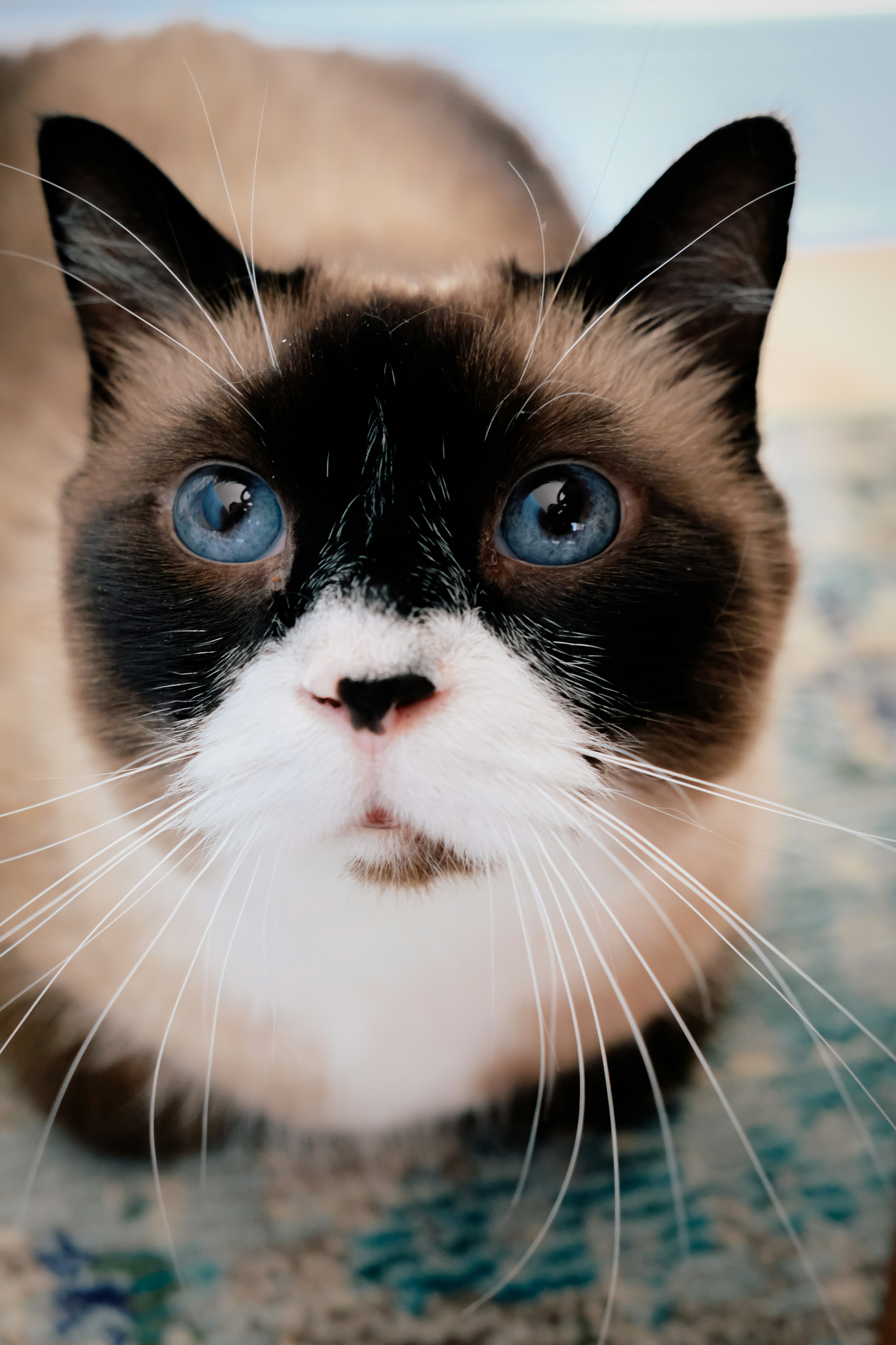 Siamese Cat Portrait with Blue Eyes