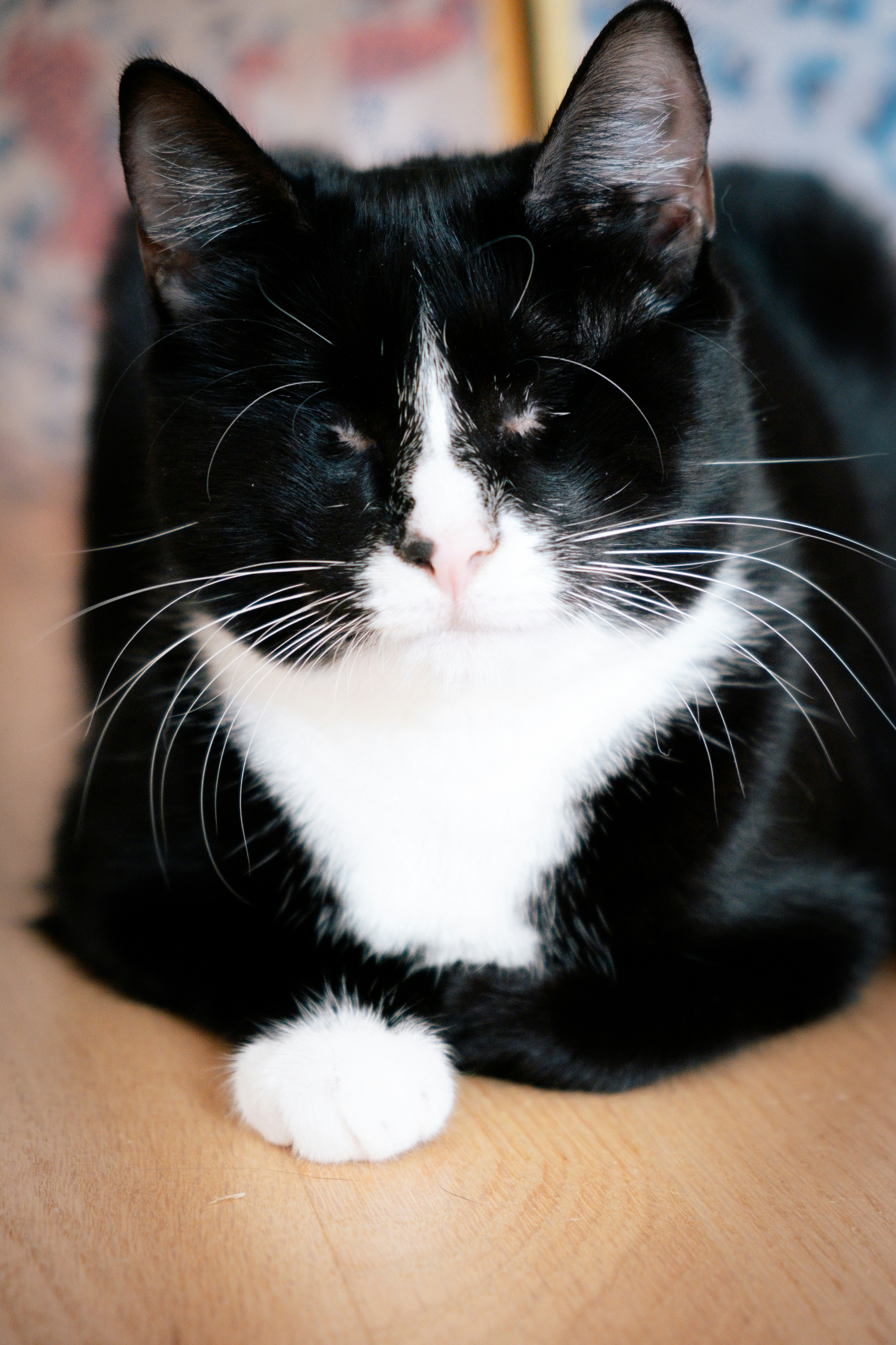 Monochrome Mollusk: A Calm Black-and-White Cat in Focus