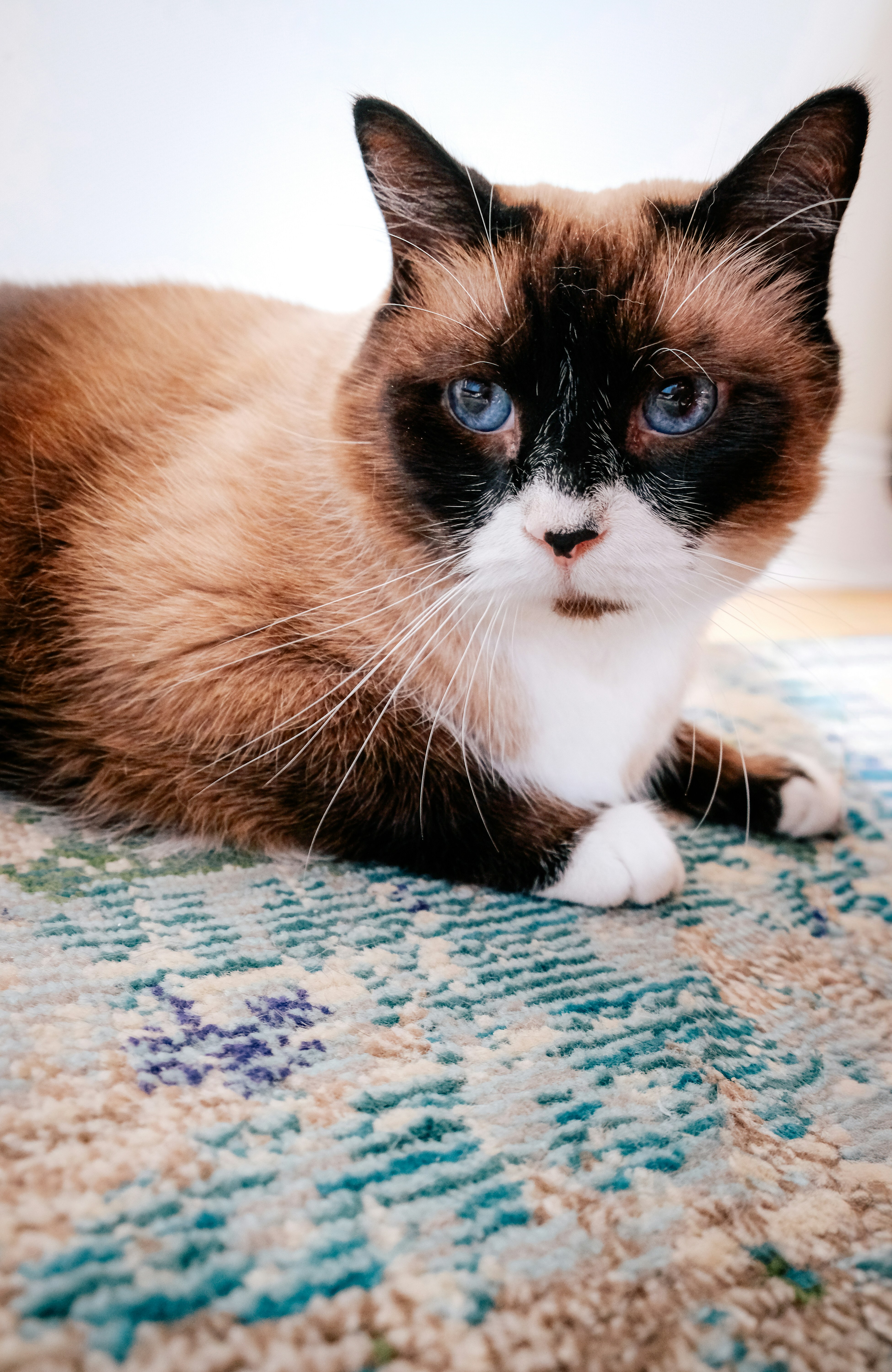 Blue-eyed Calico Companion Adrift on Cozy Rug