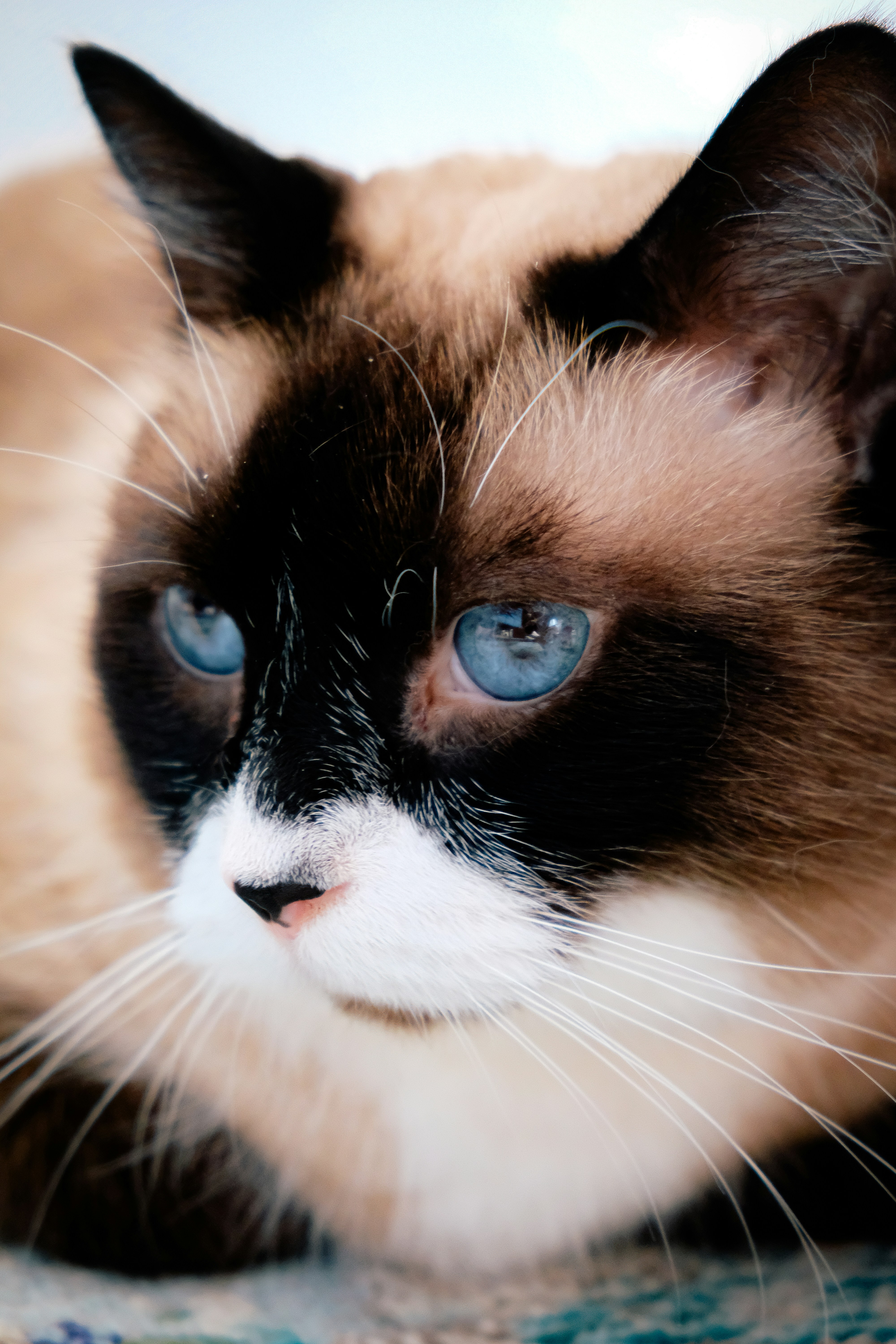Blue-Eyed Siamese Portrait: Calm Focus on a Cat's Gaze
