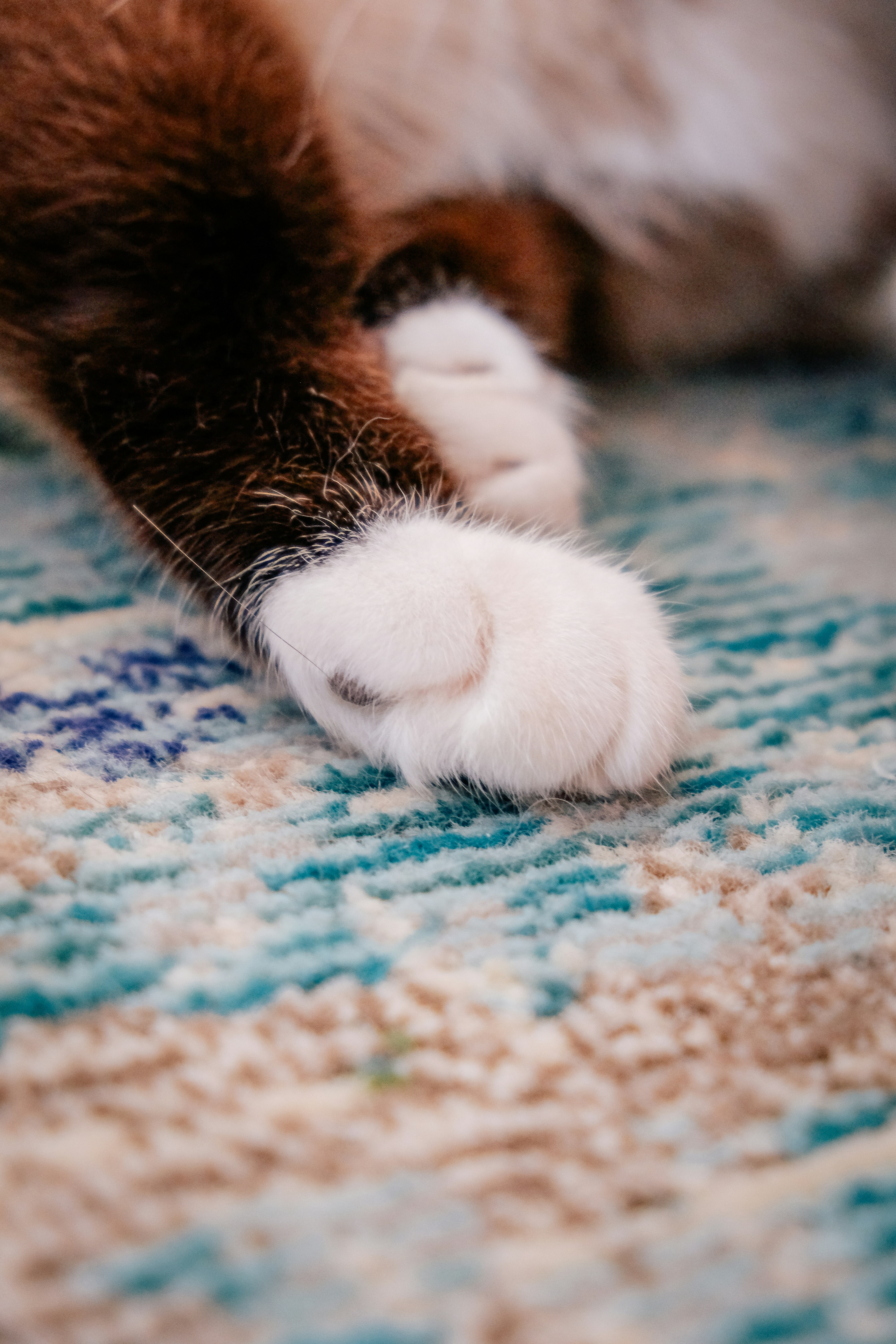 Cozy Snooze: A Cat's Gentle Paws Rest on a Plush Rug