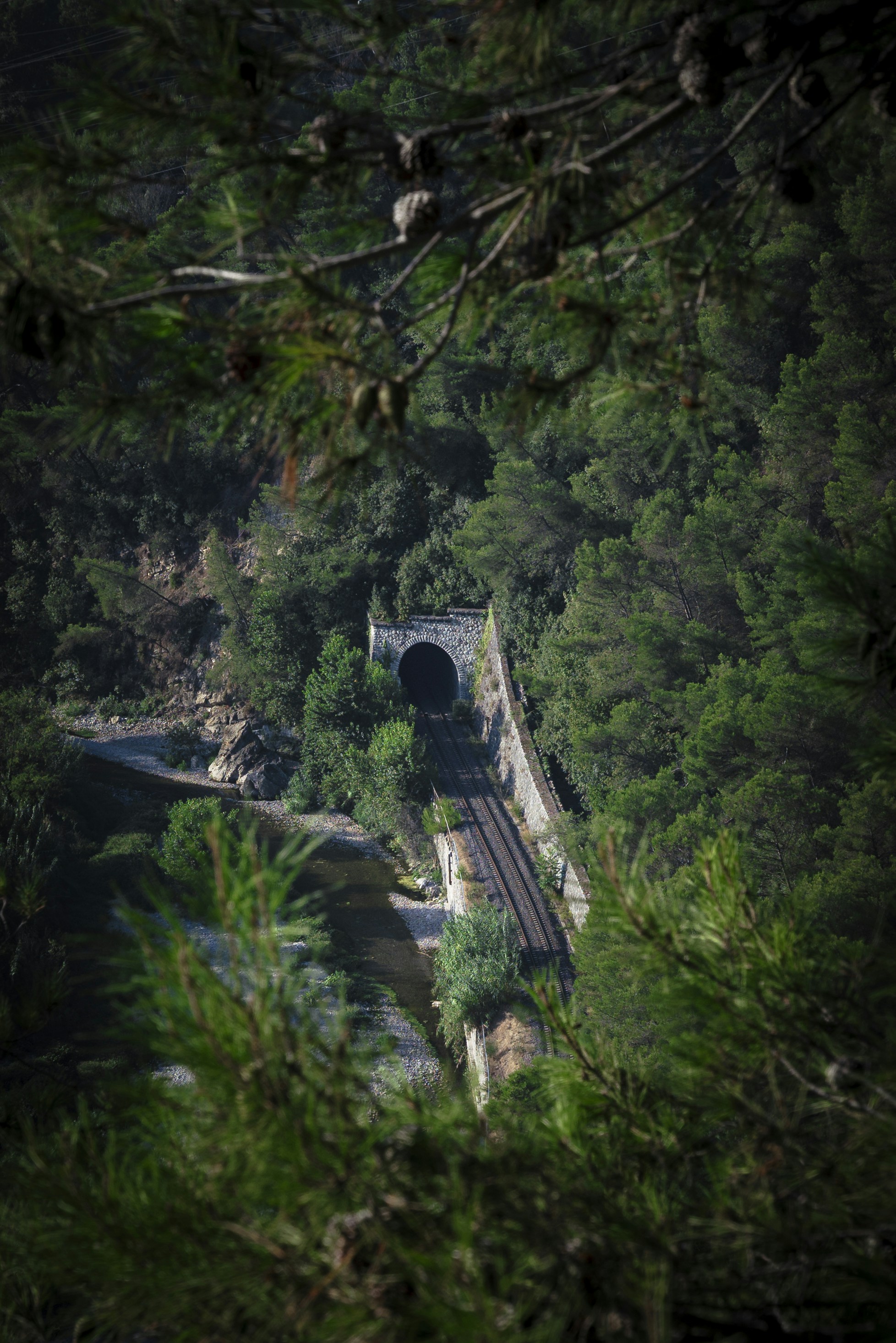 Hidden Gateway: The Forest Tunnel Emerges from the Pines
