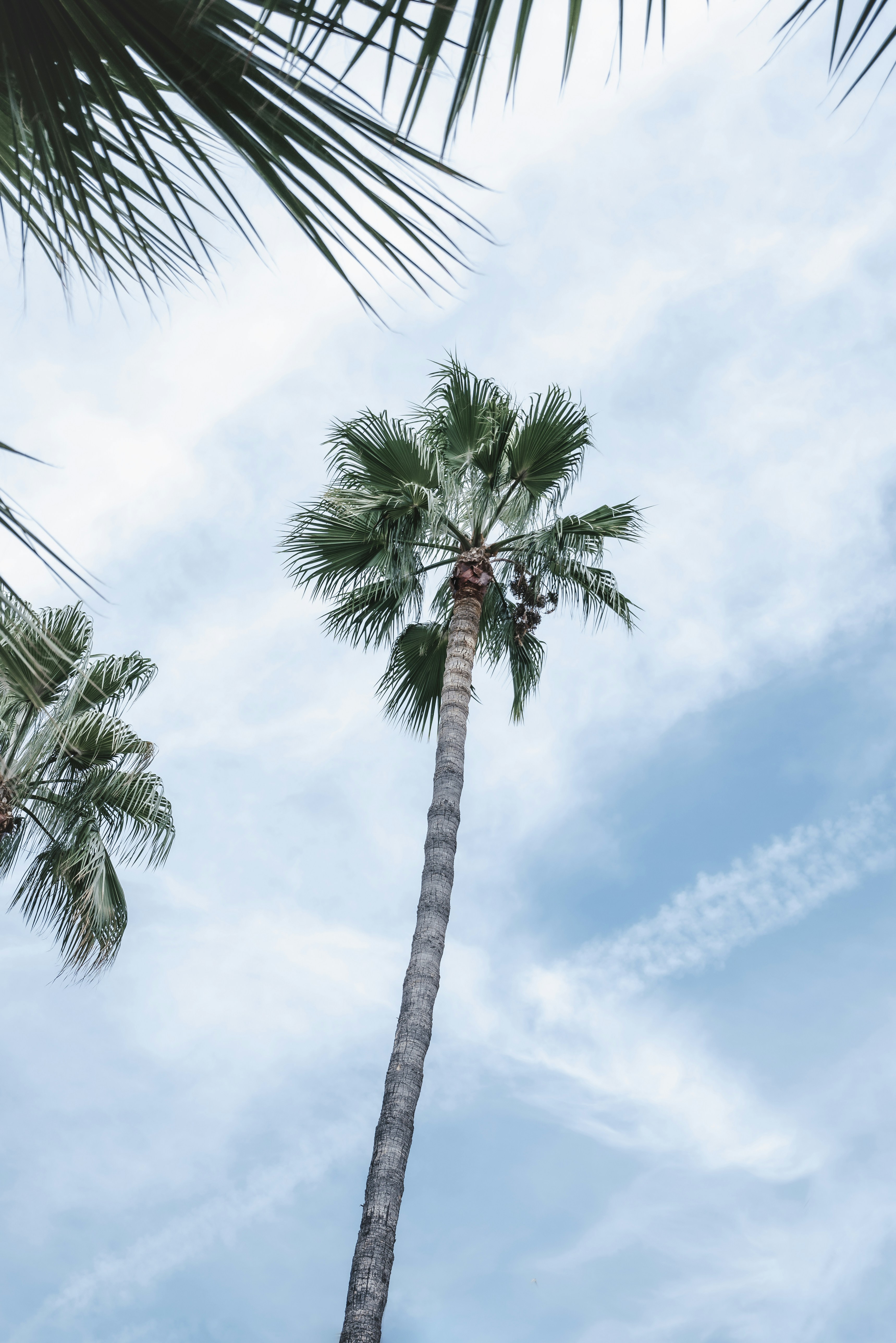 Skyward Palm: A Lone Frond Reaching Into a Weekend Sky
