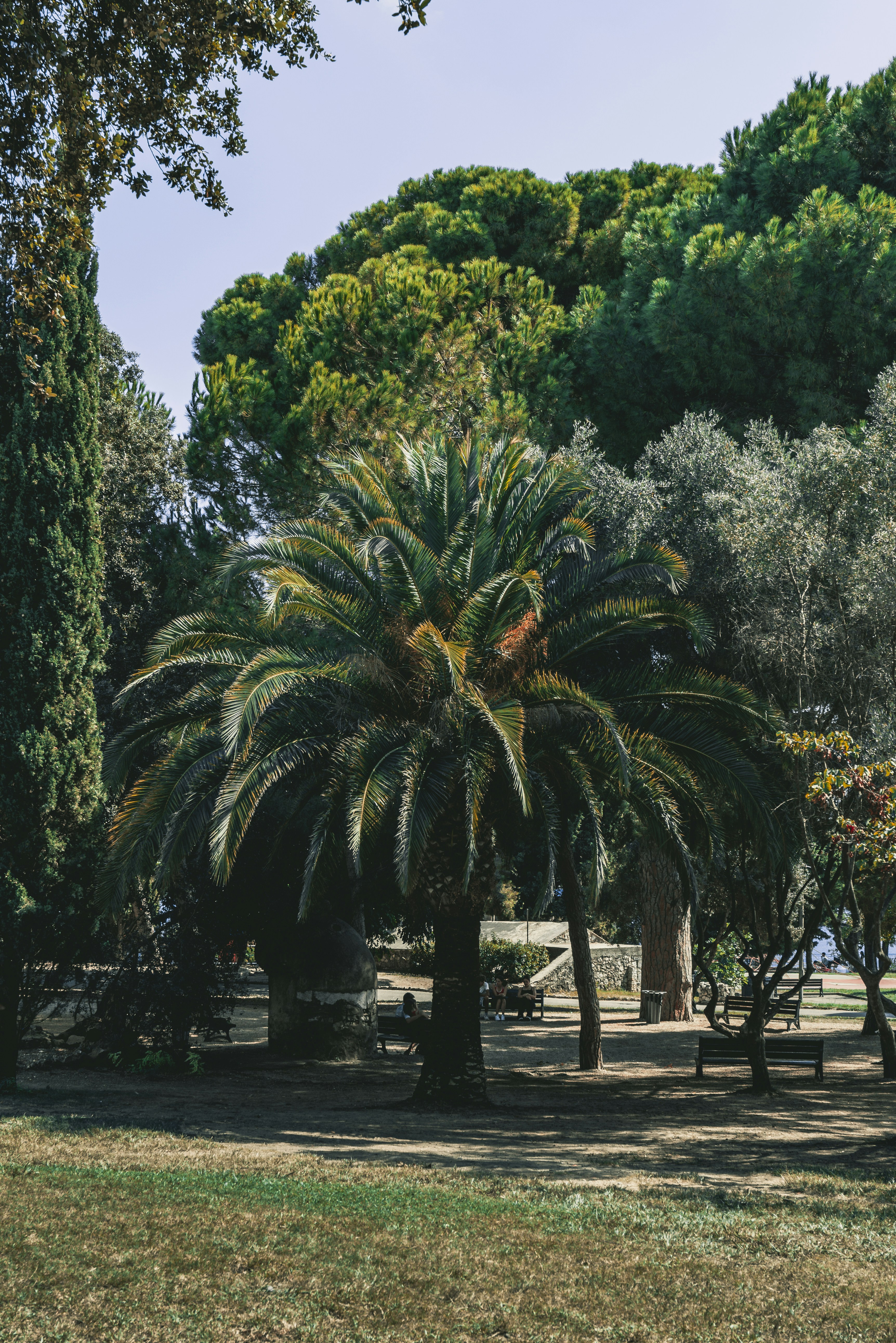 Shade and Palm Canopy in a Quiet Park