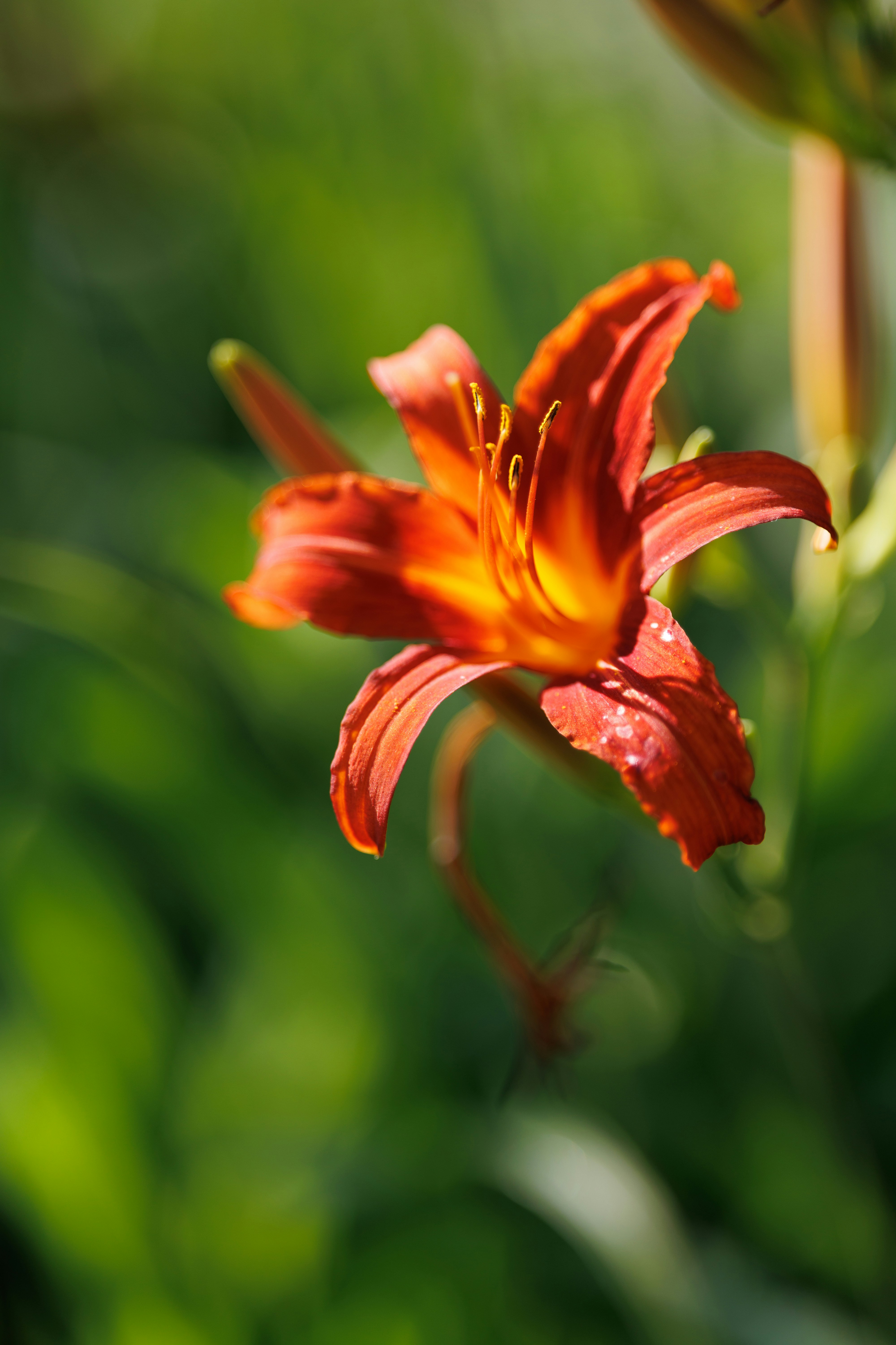 Crimson Daylily Bloom in Sunlit Garden