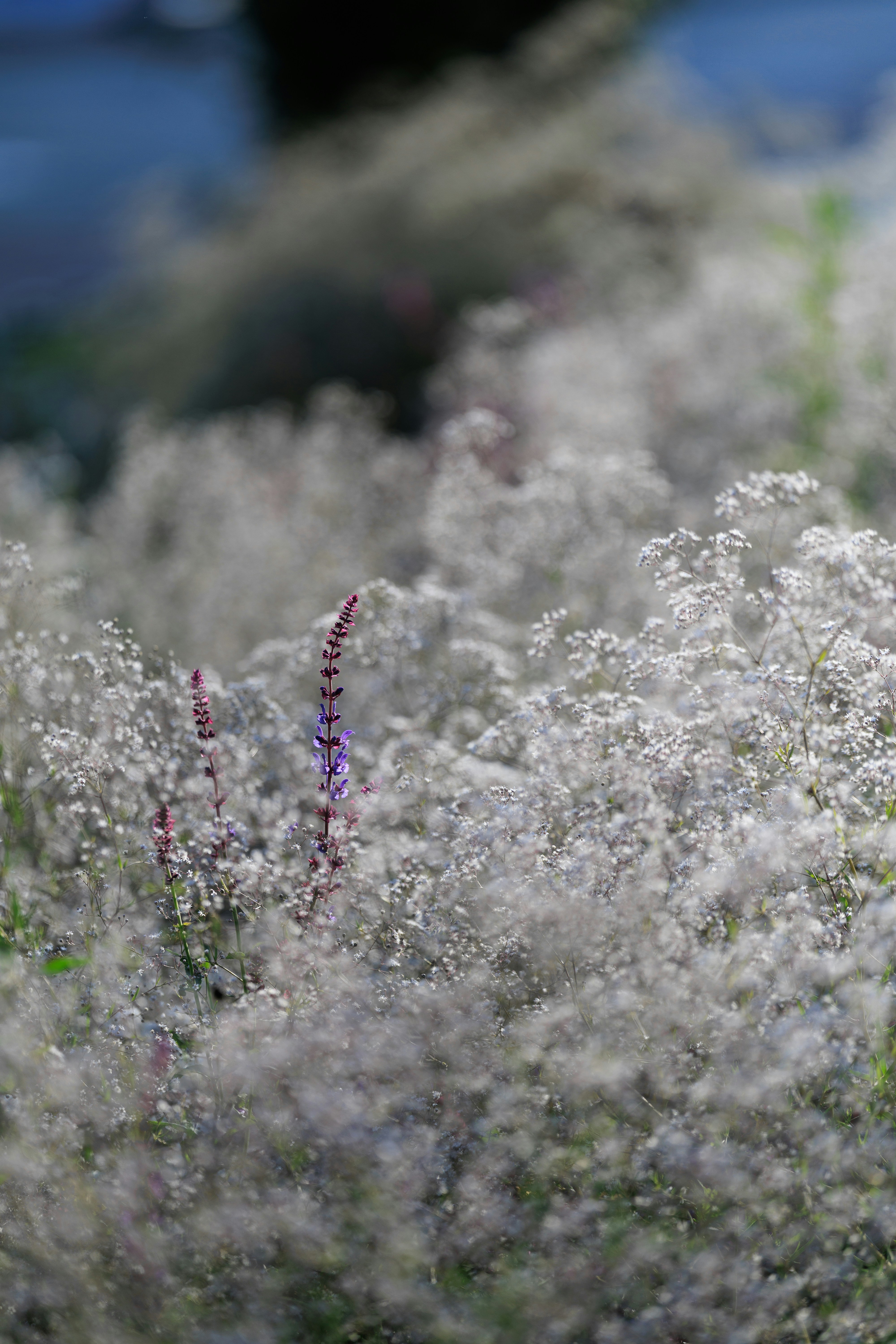 Whispers of White: Delicate Blooms in Soft Backlight