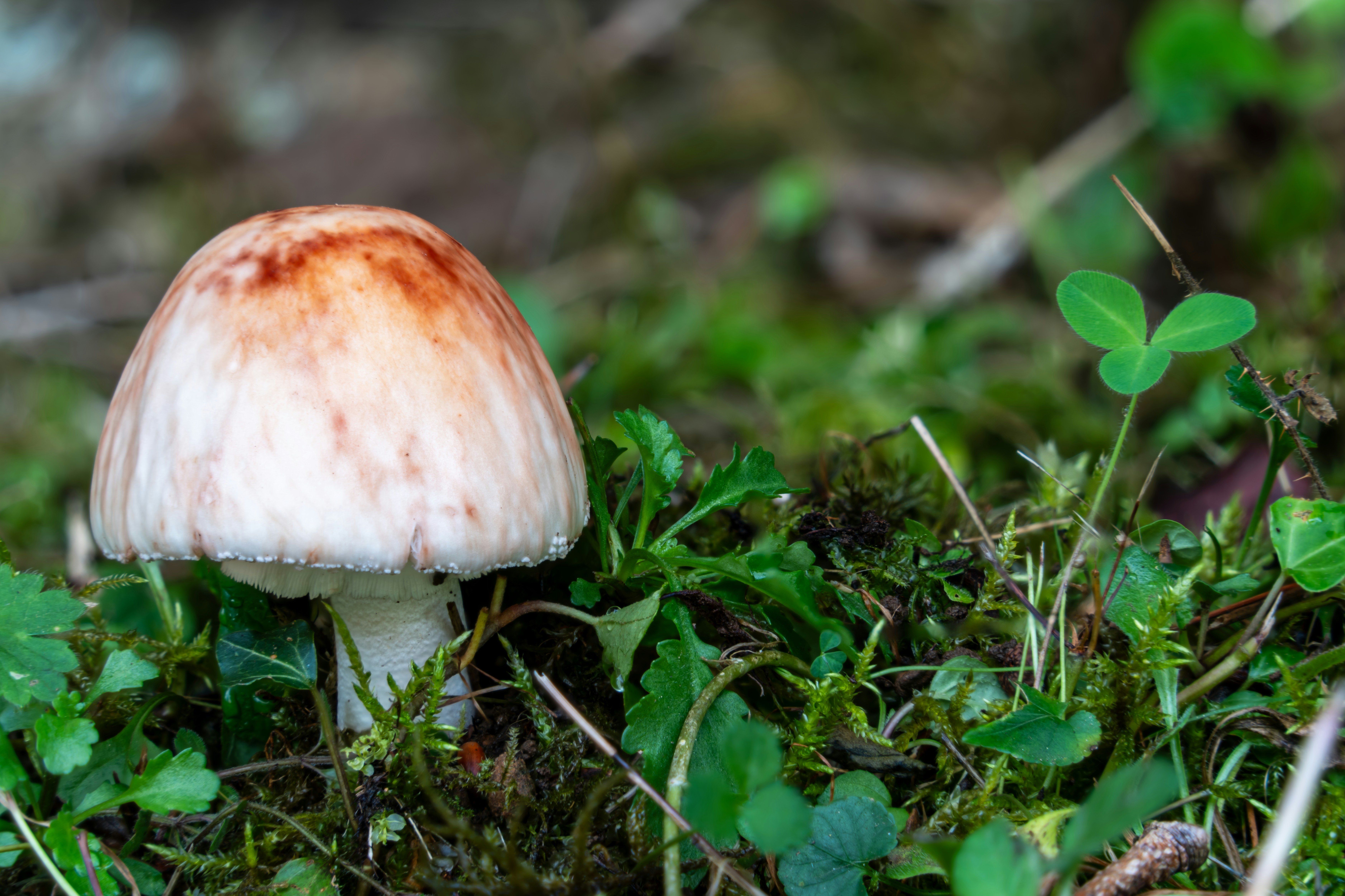 Forest Terrace: The Moss-Curated Mushroom Summit