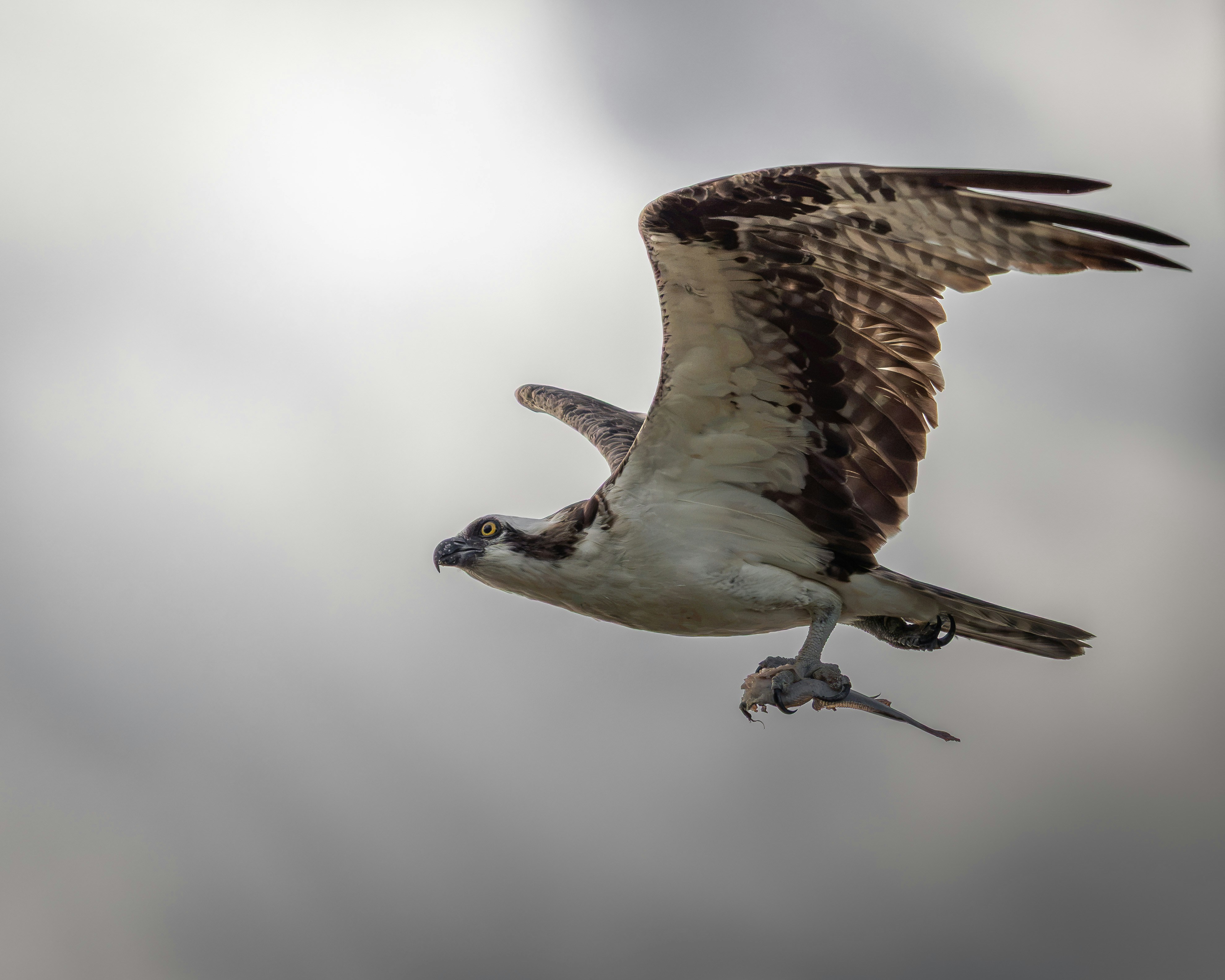 Gull-wing Glide: A Peregrine of the Sky in Overcast Light