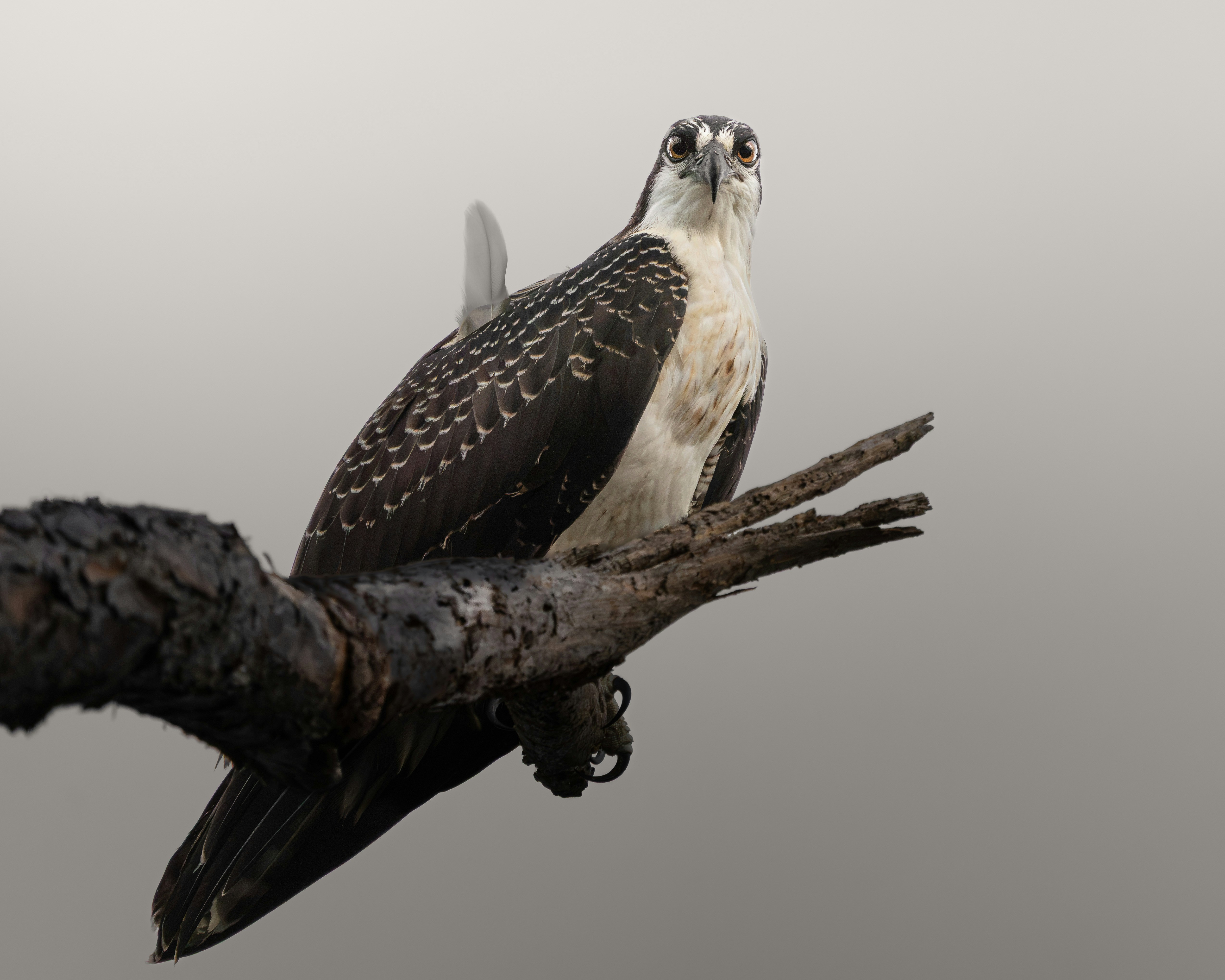 Perched Peregrine: Watchful Eye on a Weathered Branch