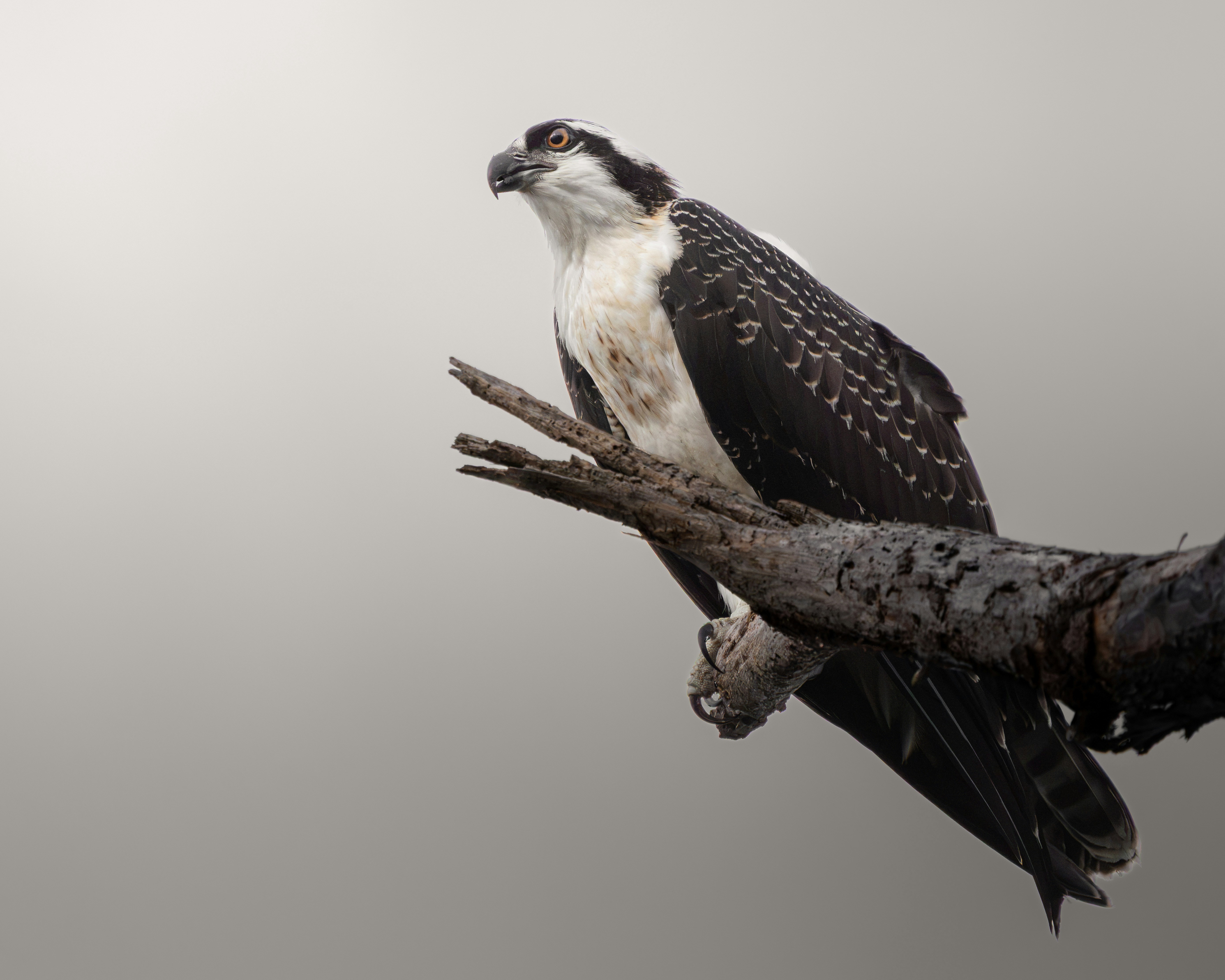 Raptor on a Weathered Perch: A Quiet Watcher