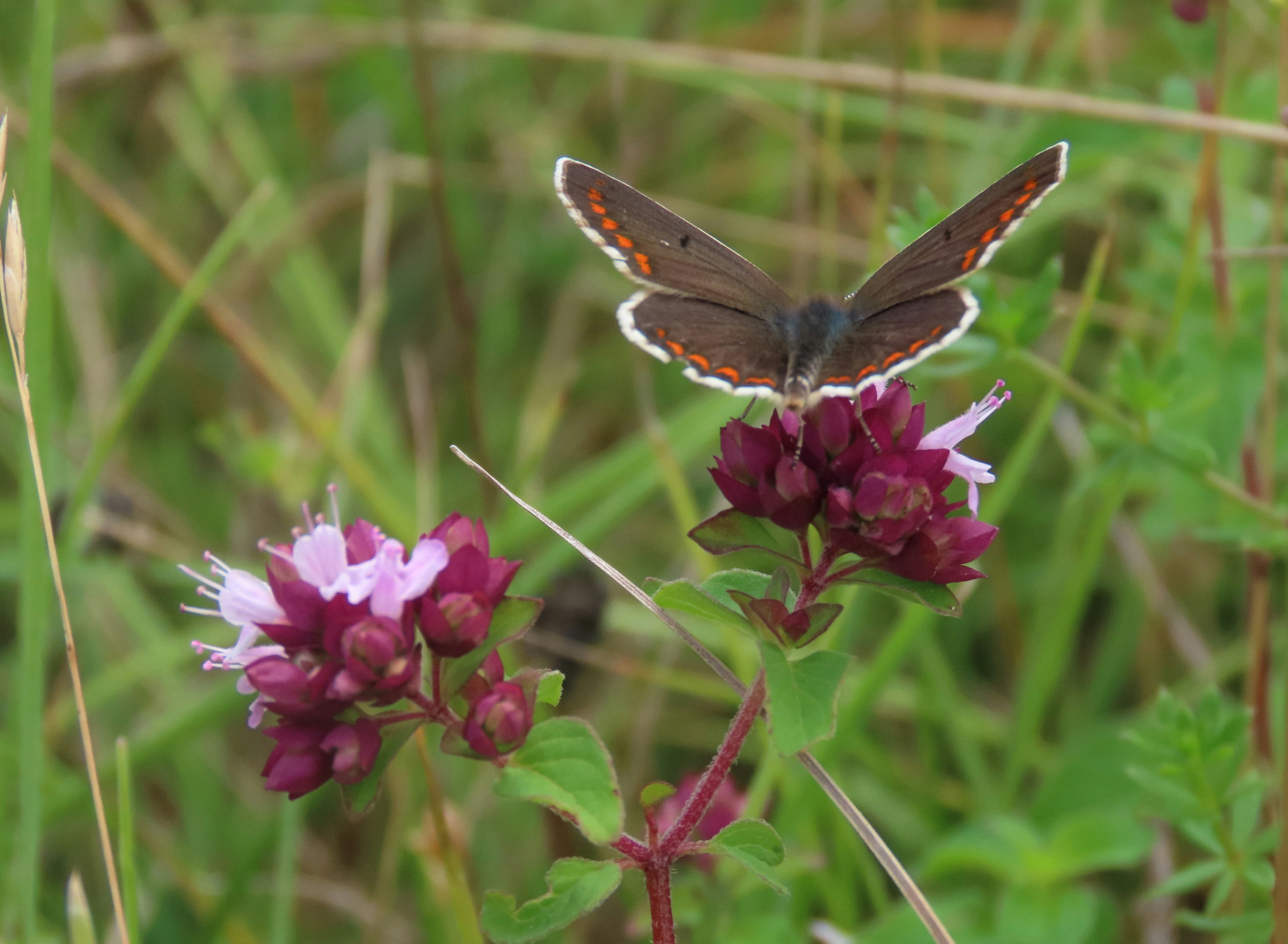 Butterfly on Deep Pink Blooms in a Meadow