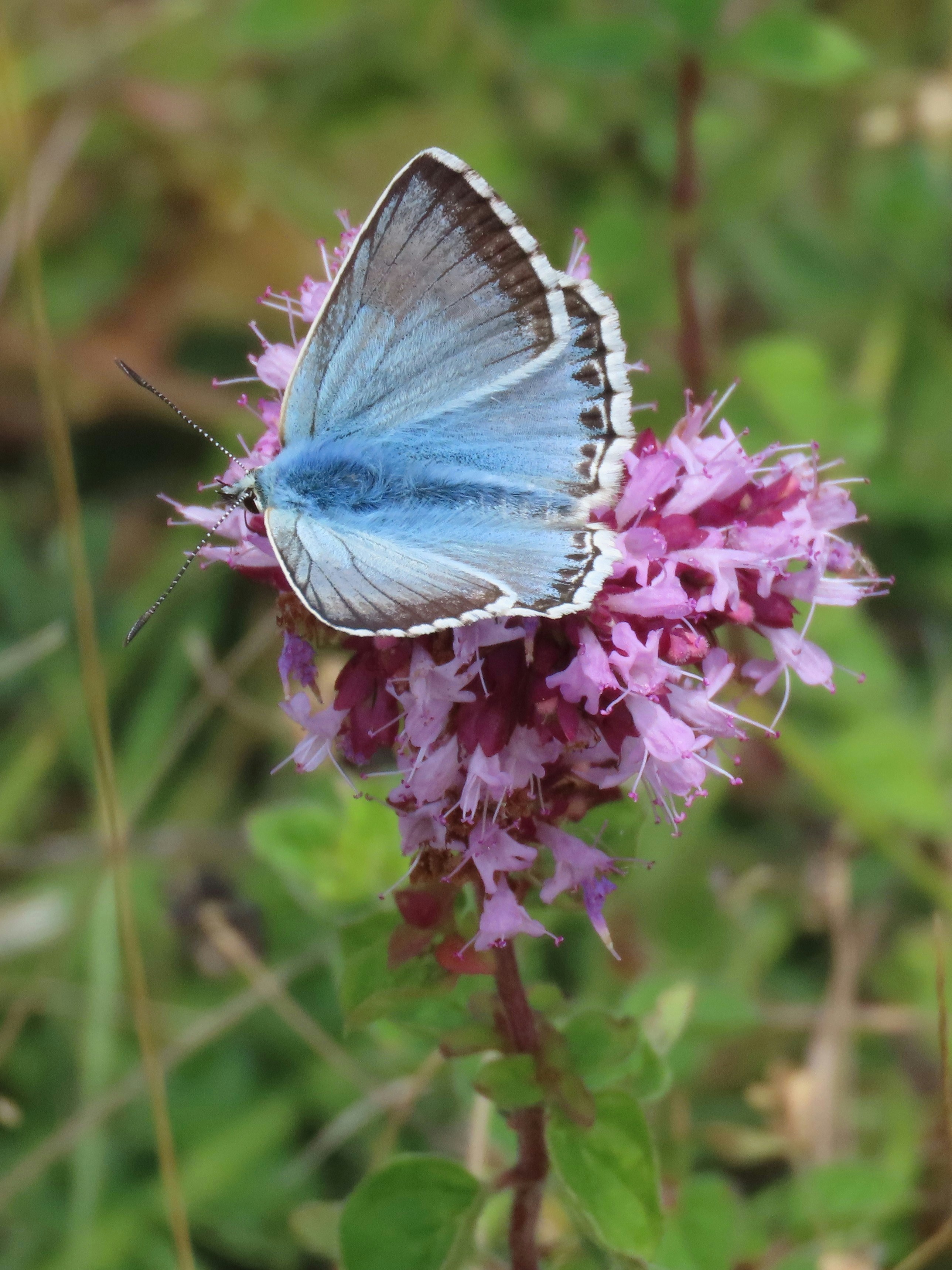 Azure Glimmer: a Blue butterfly rests on a pink bloom