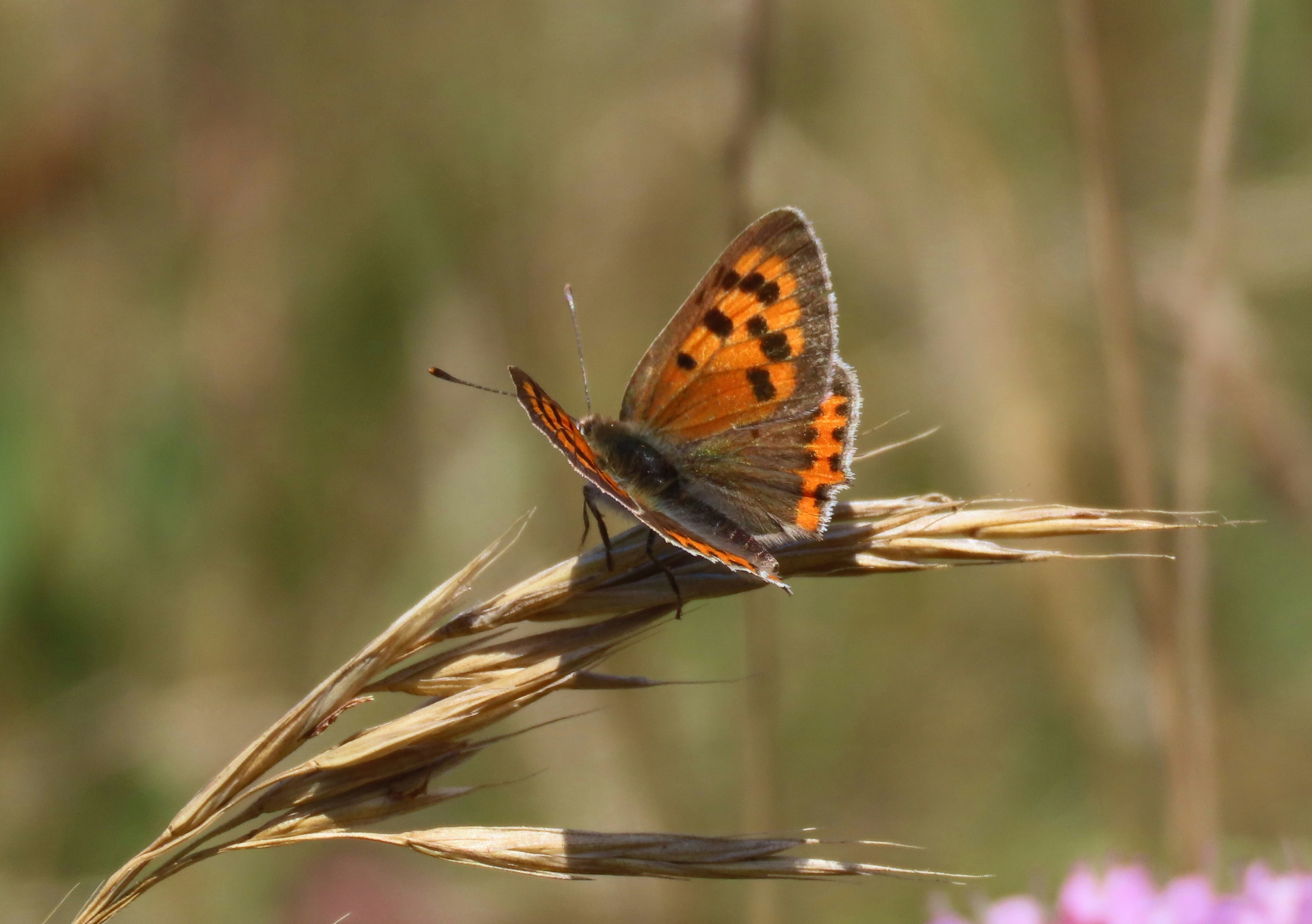 Orange butterfly on dried grass in soft-focus meadow