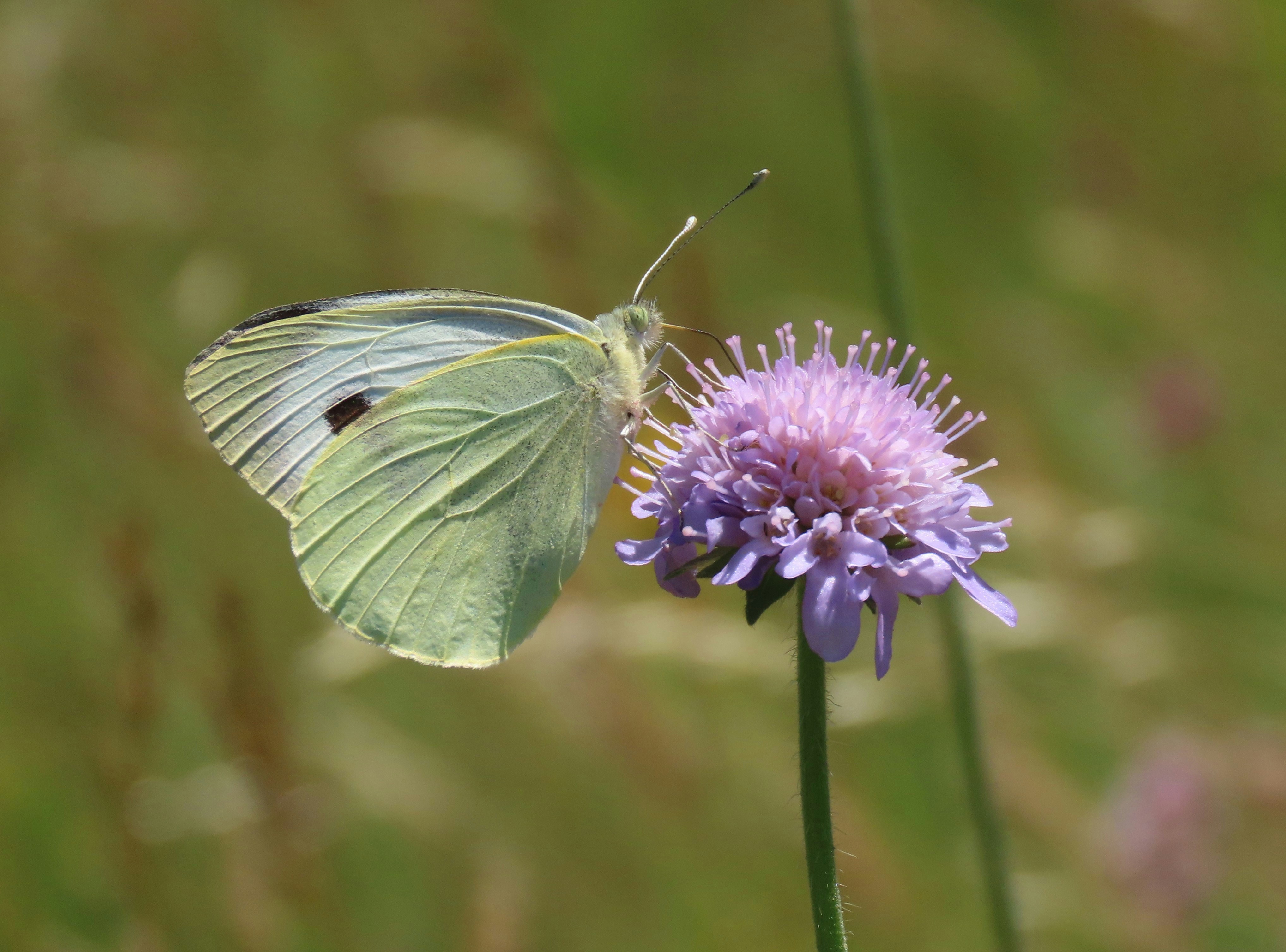 Butterfly Kiss: A Green-Underwing Nectar Moment