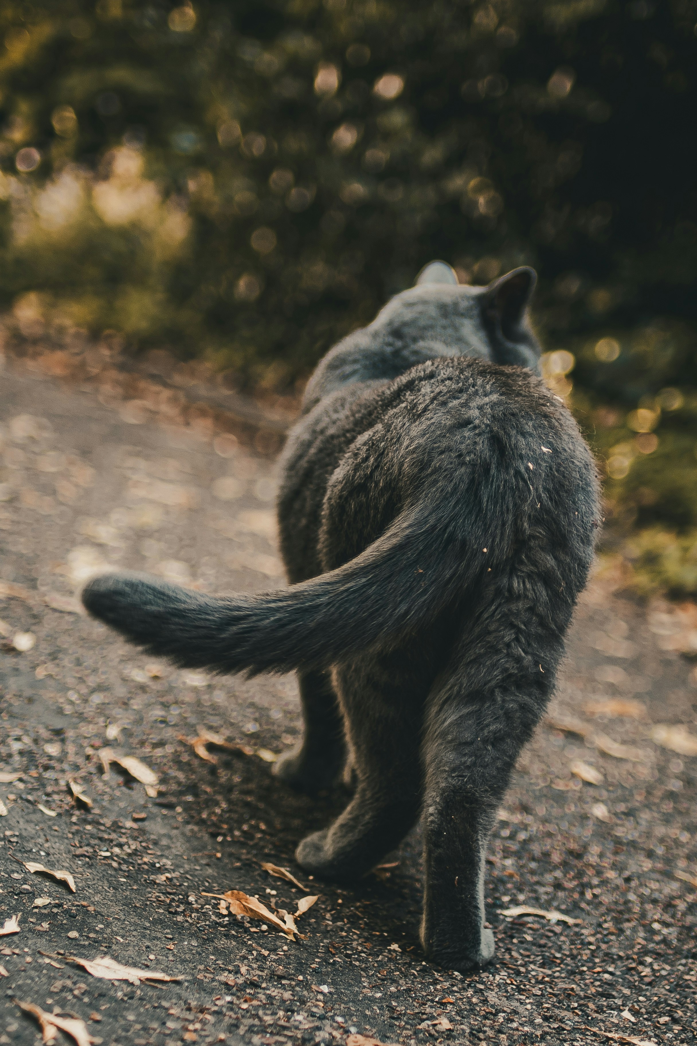 Midnight Prowl: A Grey Cat Steps Away