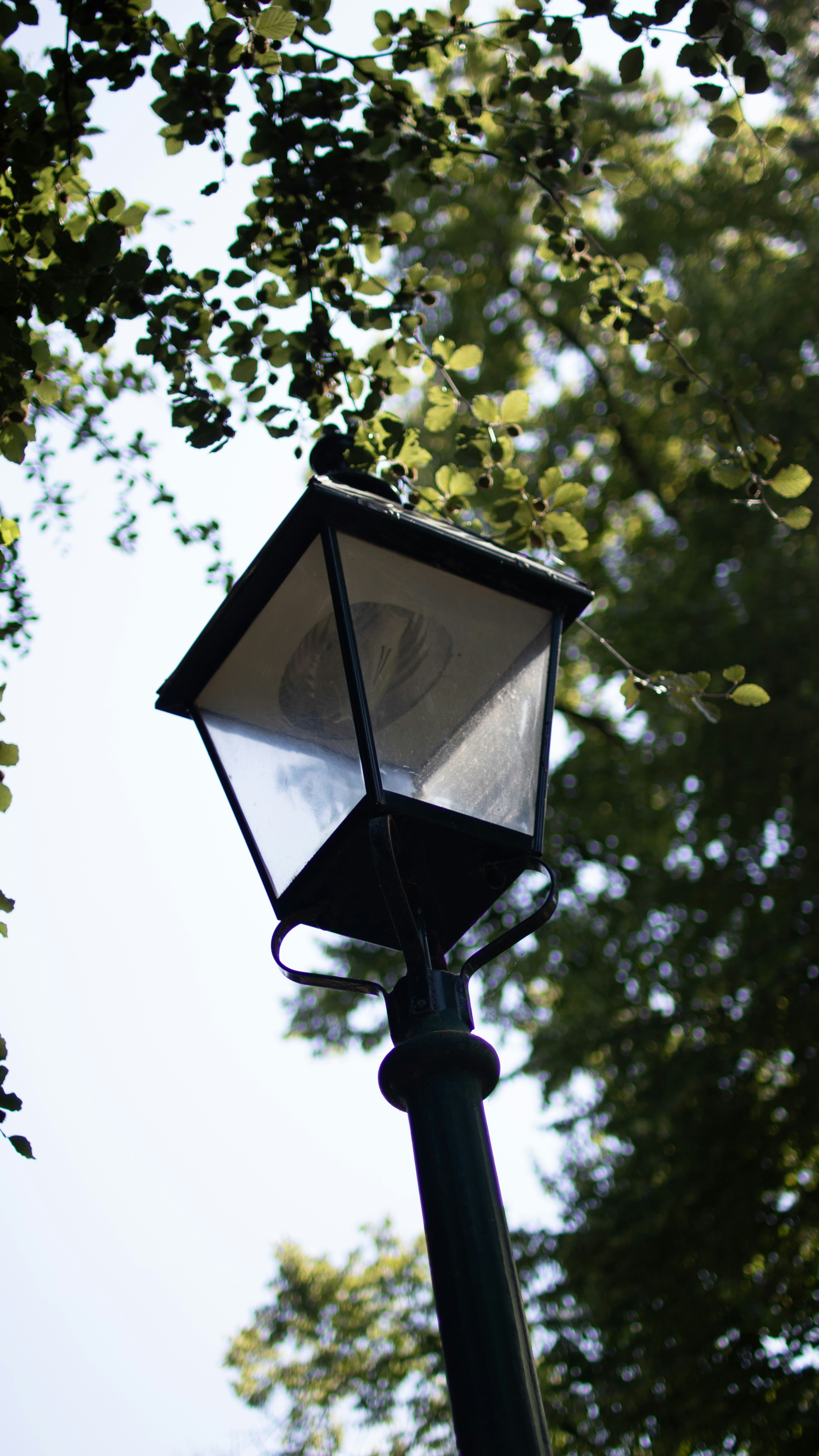 Guarded Glow: A Lantern Portrait Amid Snippets of Leaves