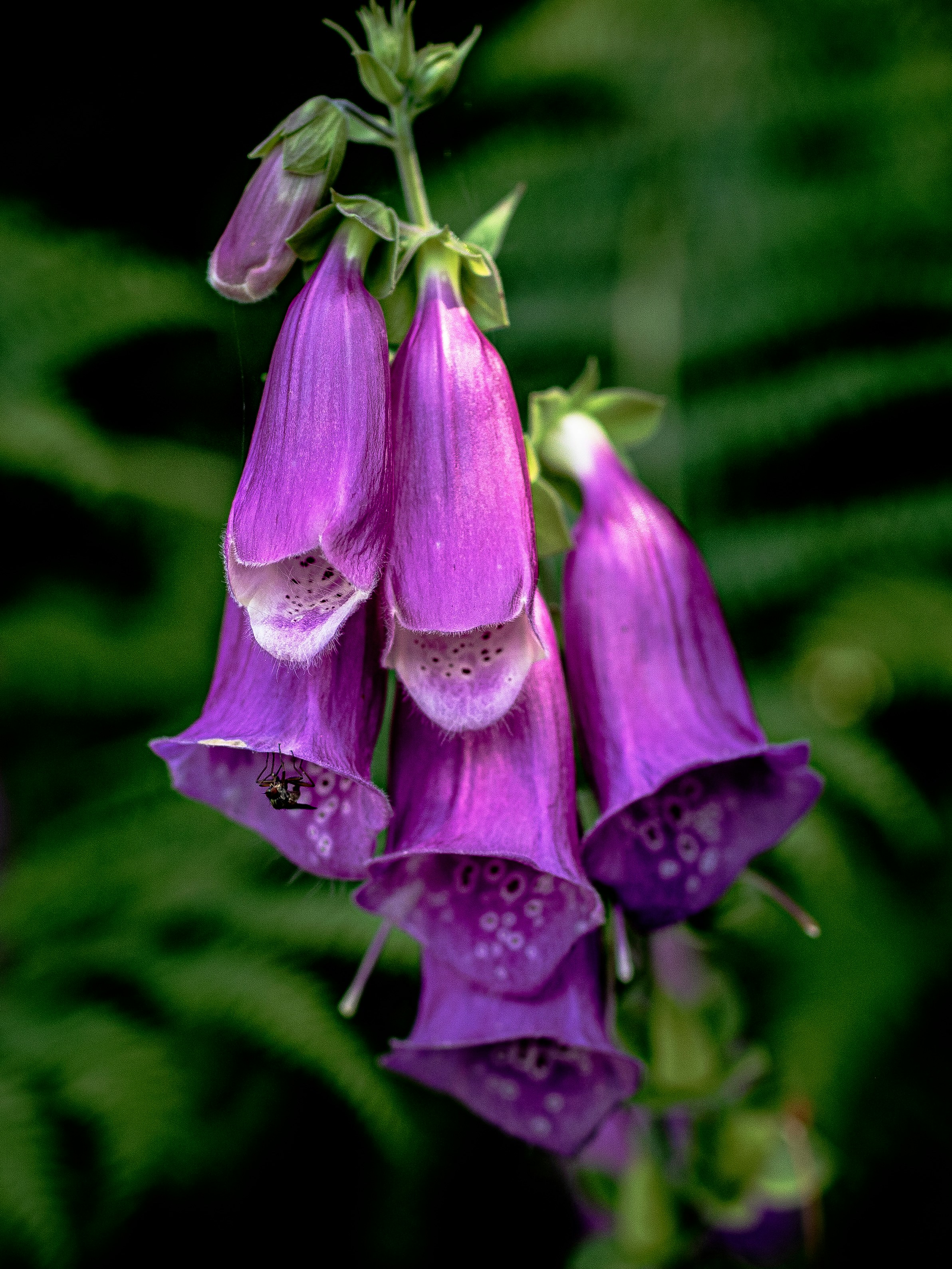 Purple bellflowers in a close embrace of green foliage