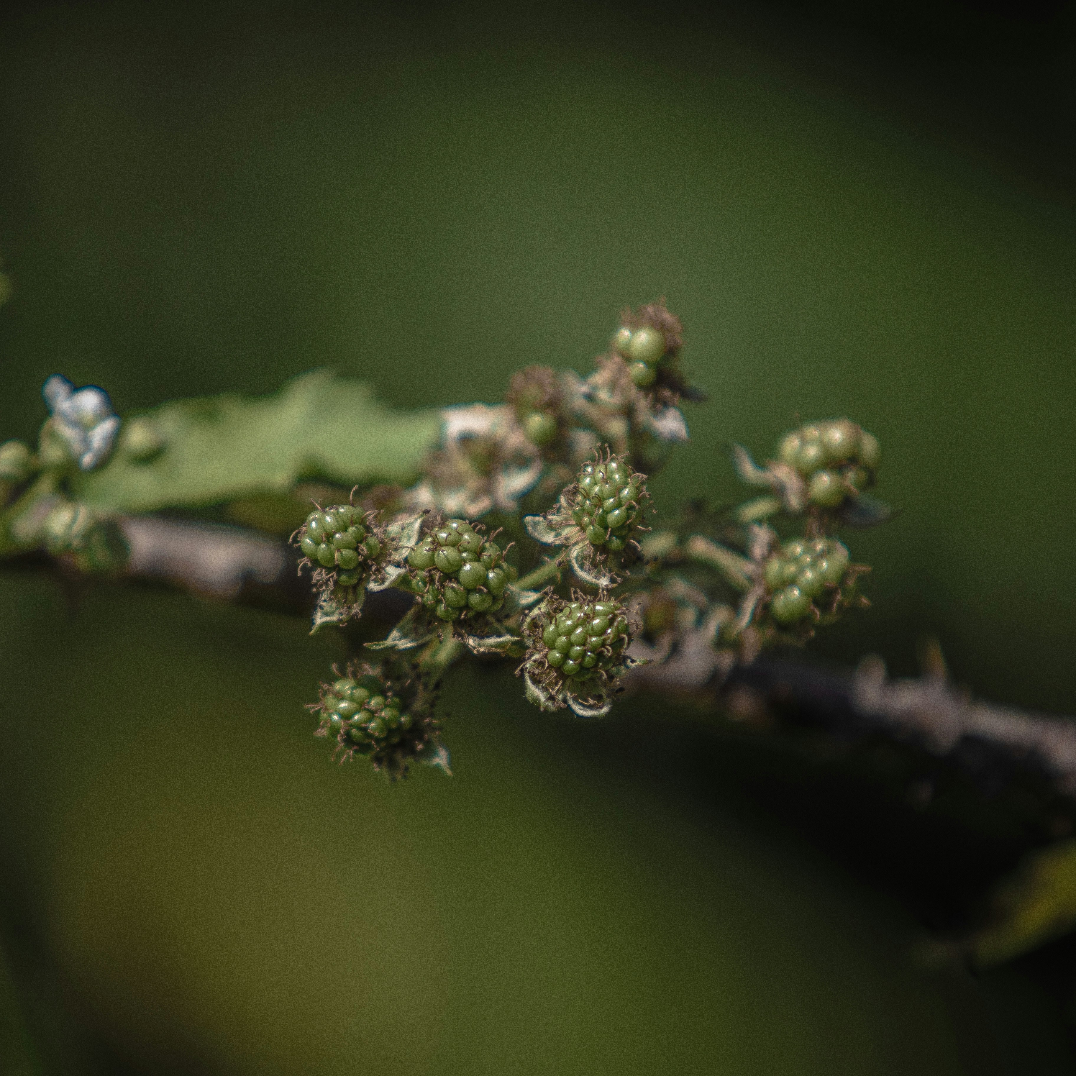 Macro Orchard: Cluster of Green Raspberry-like Berries on a Branch