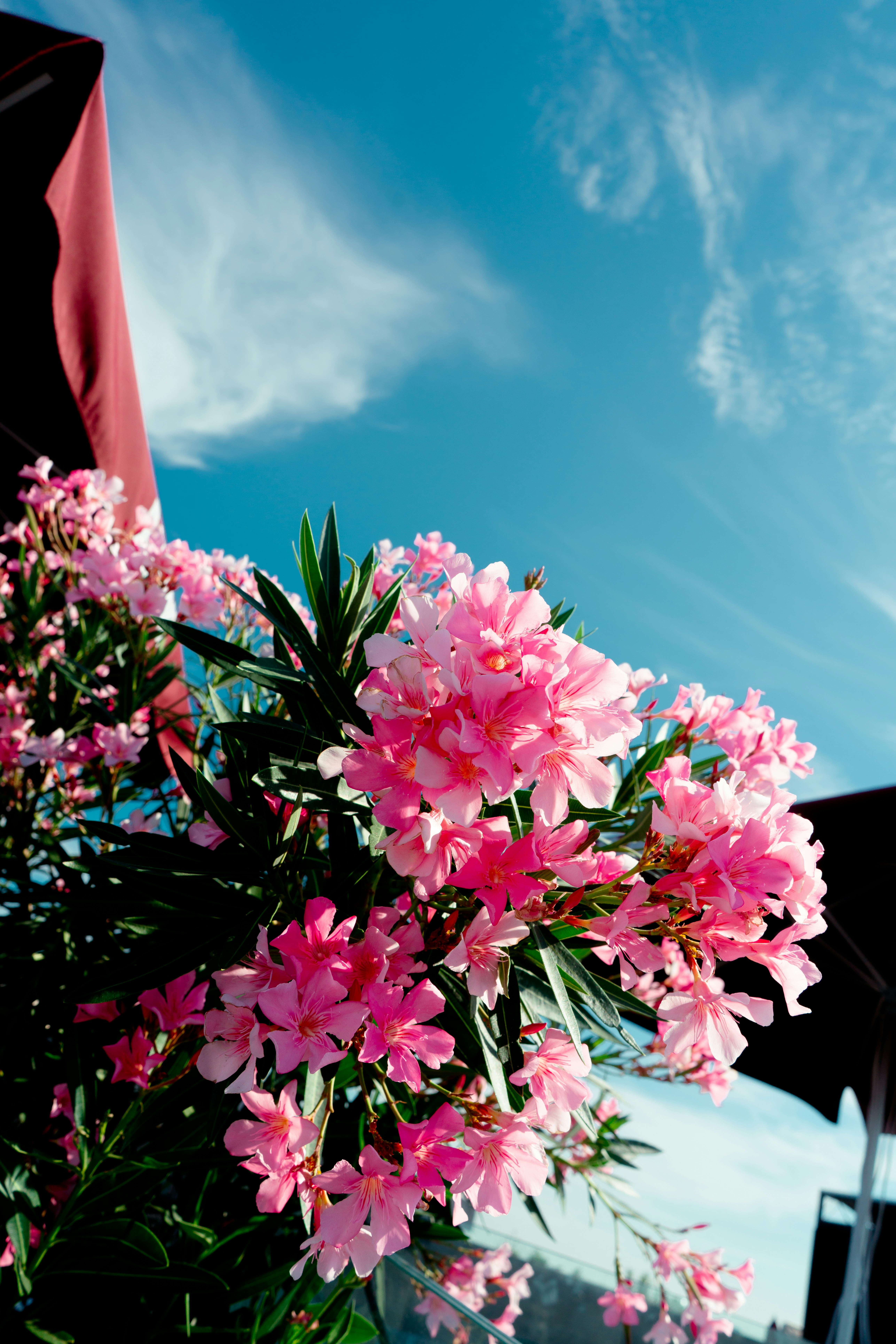 Blossoms in Full Sunlight Against a Sky-Blue Backdrop