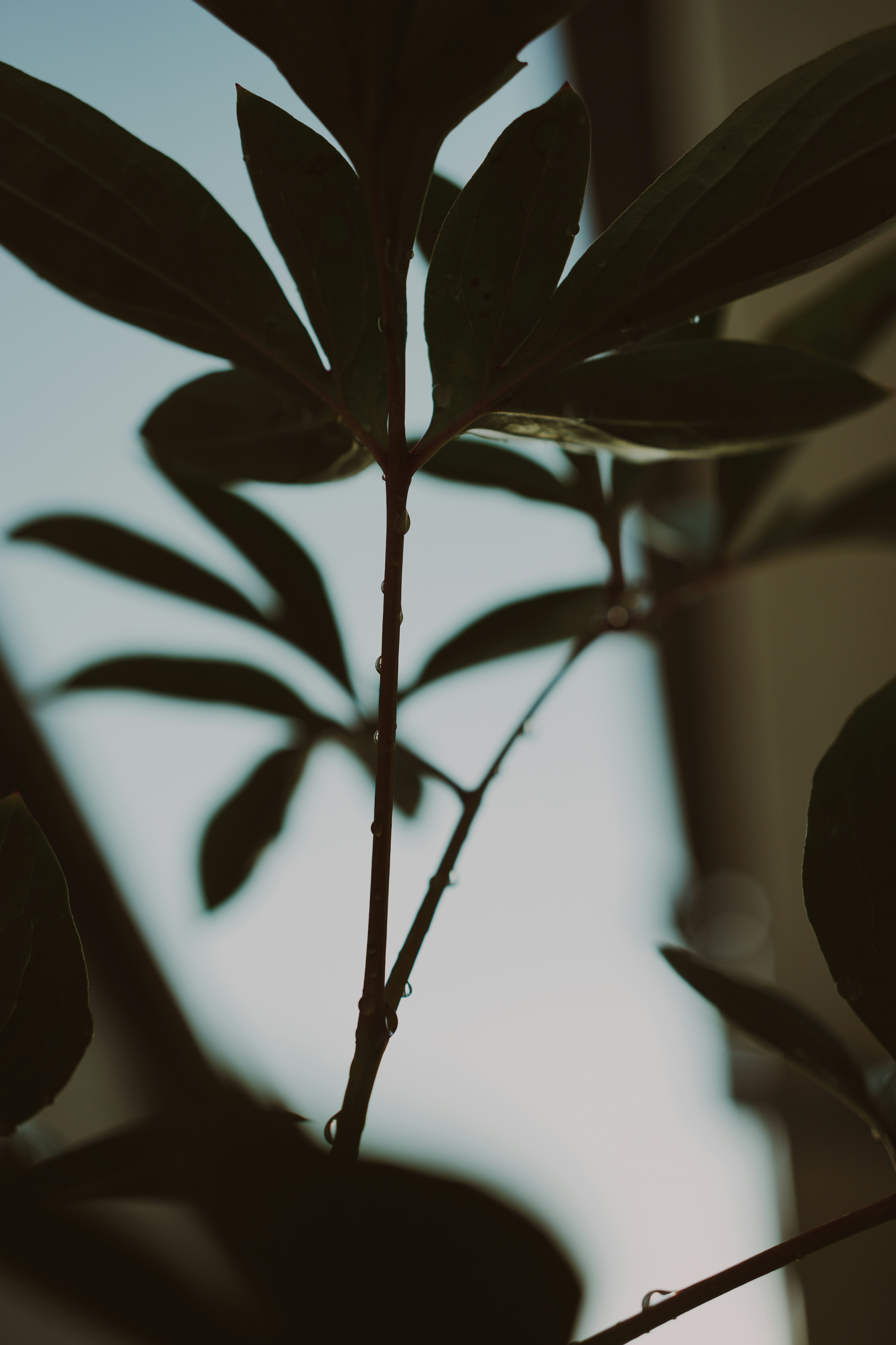 Silhouetted Foliage Reaching Toward a Quiet Window