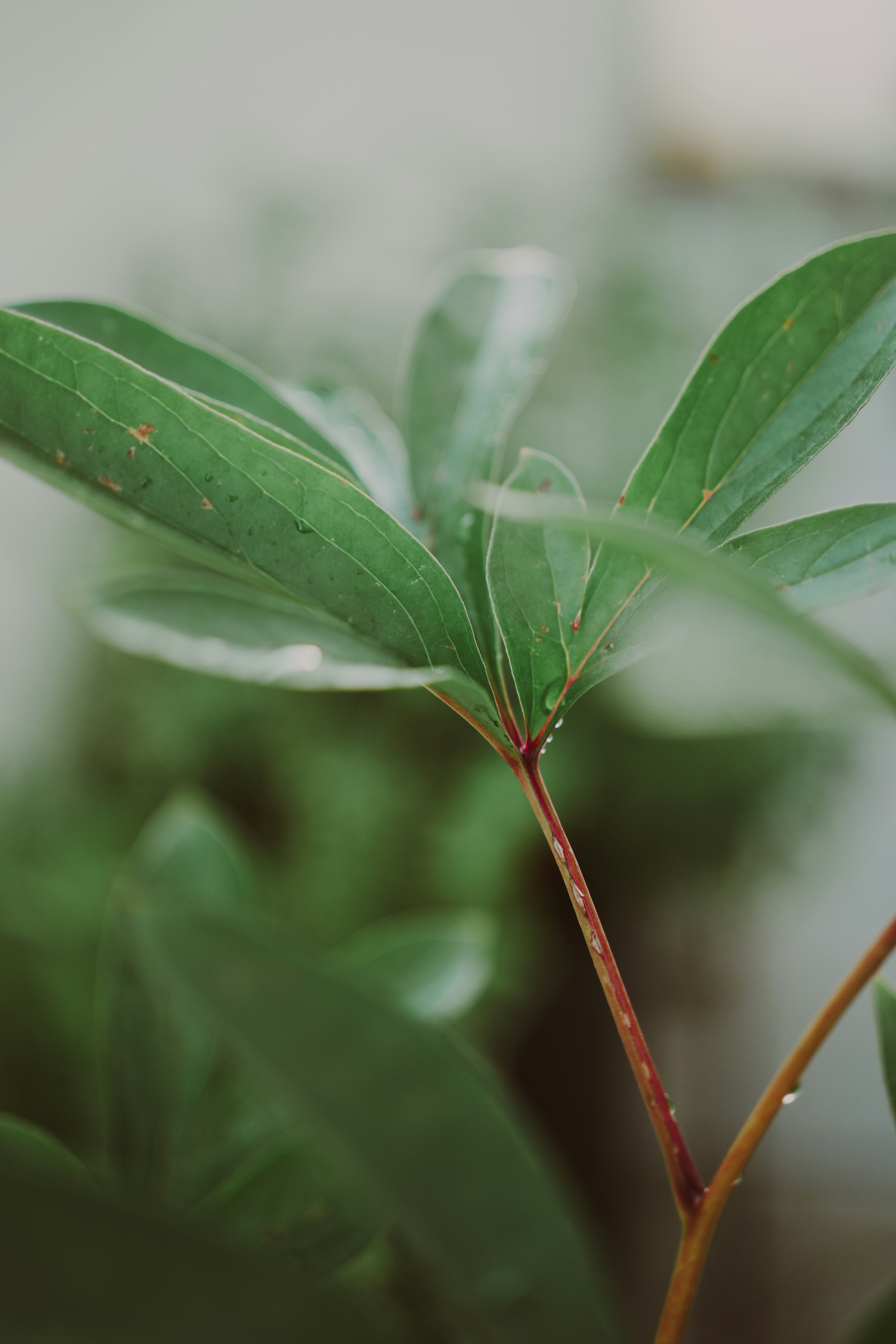 Emerald Stem: a close-up of a plant’s vibrant new growth
