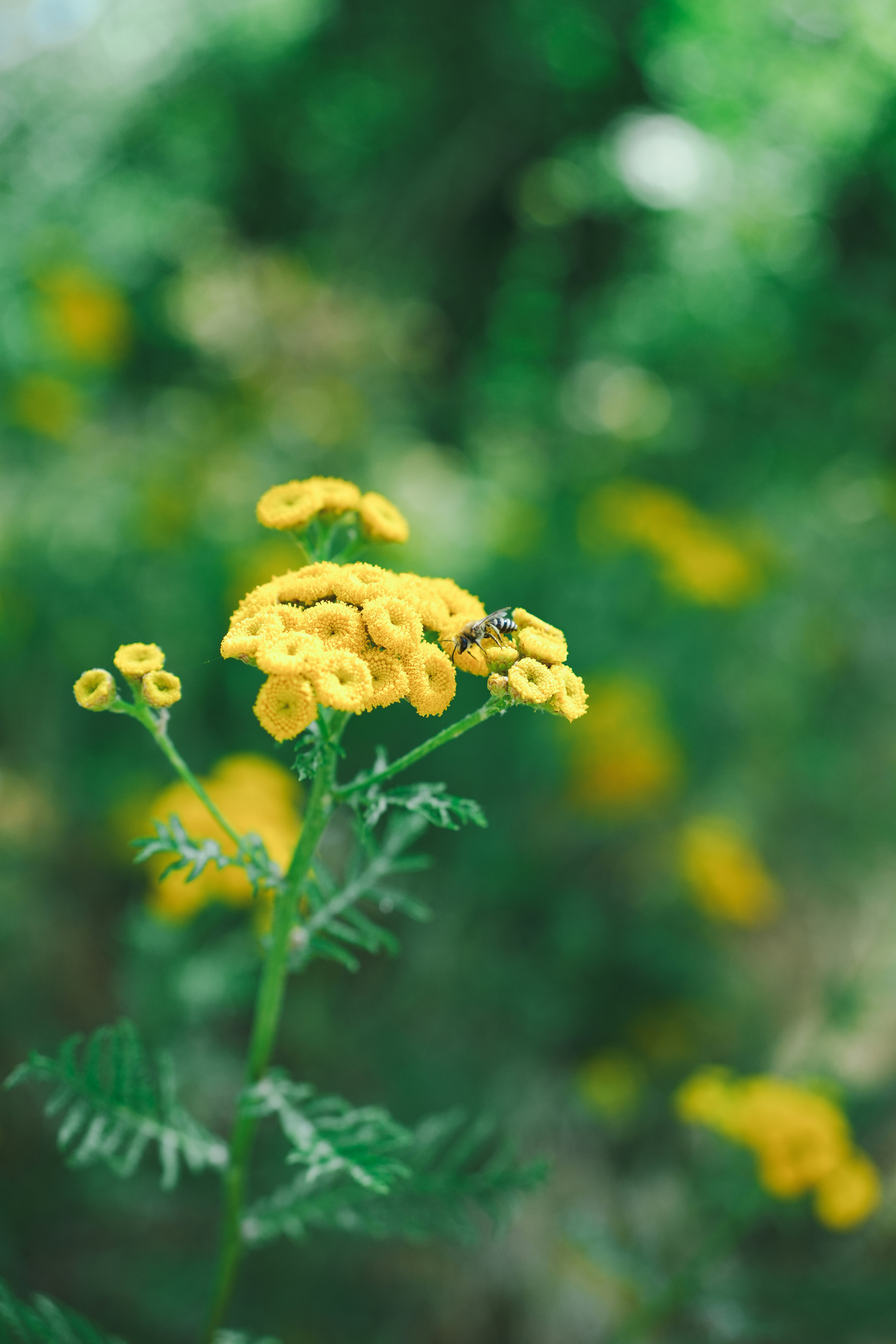 Golden clusters and a bee: a sunny bloom in soft focus