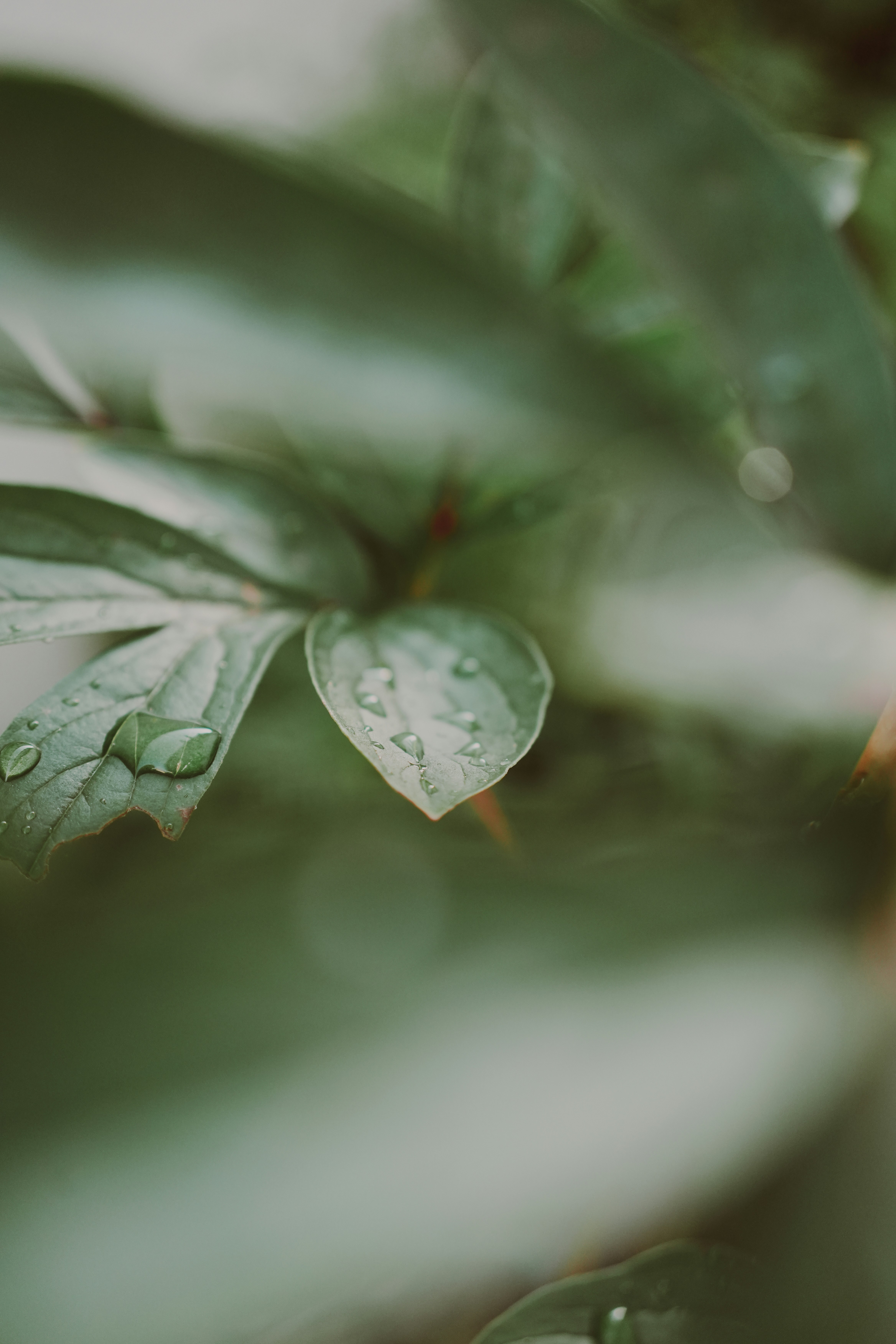 Droplet Veil on Green Leaves
