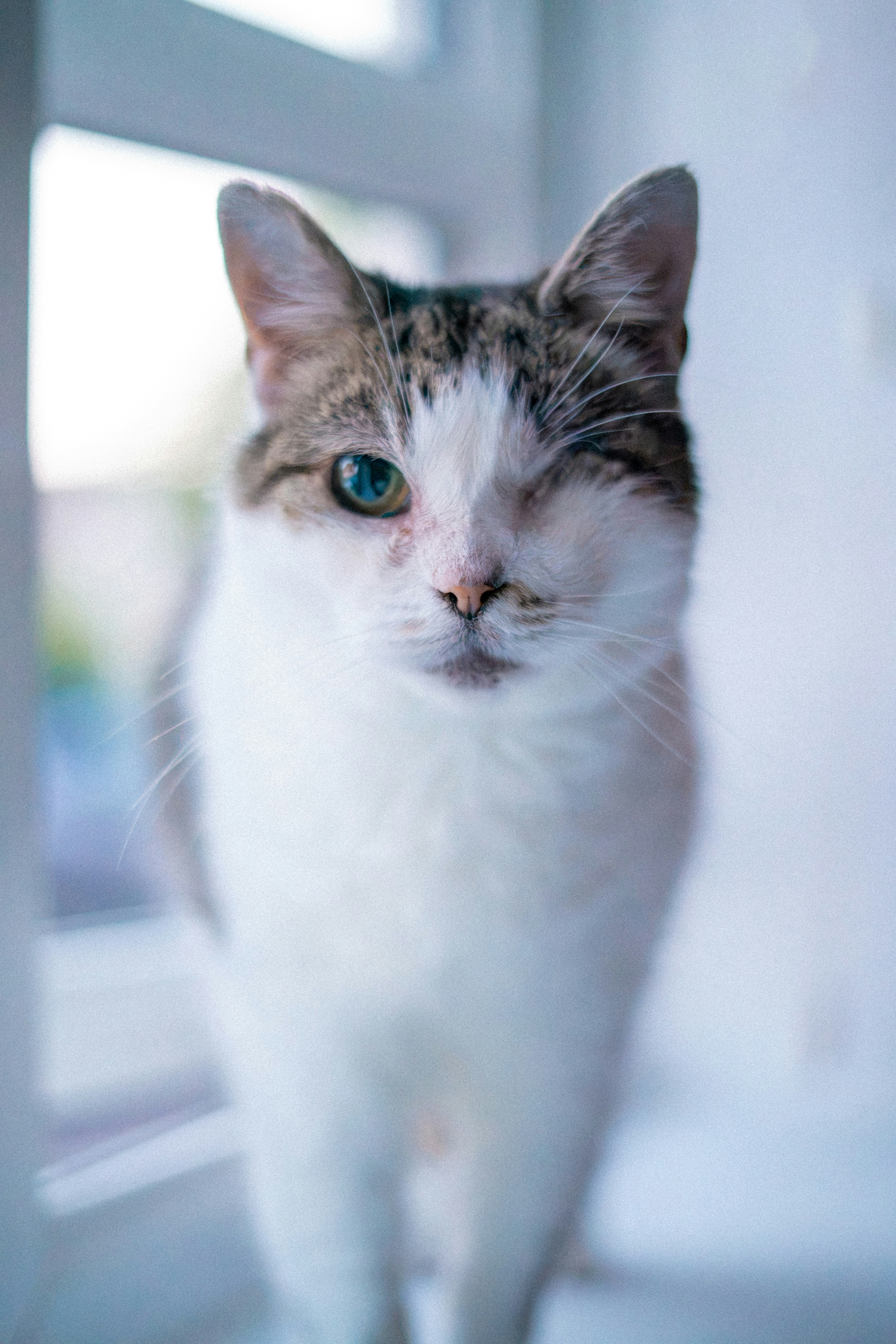 One-Eyed Gaze: Cat Stares Through Foamy Glass